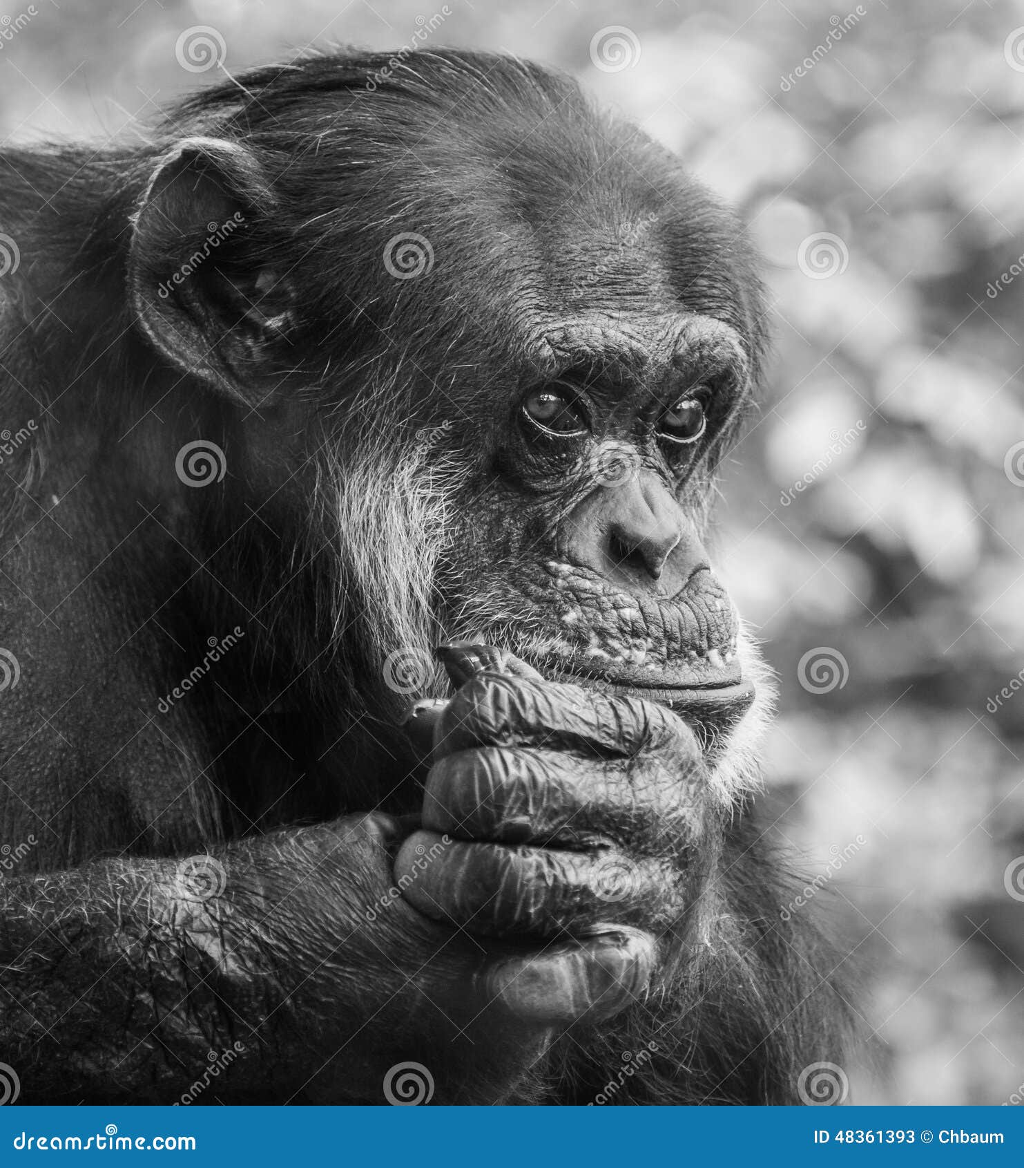 Sad Chimpanzee Portrait stock image. Image of hands, nature - 48361393