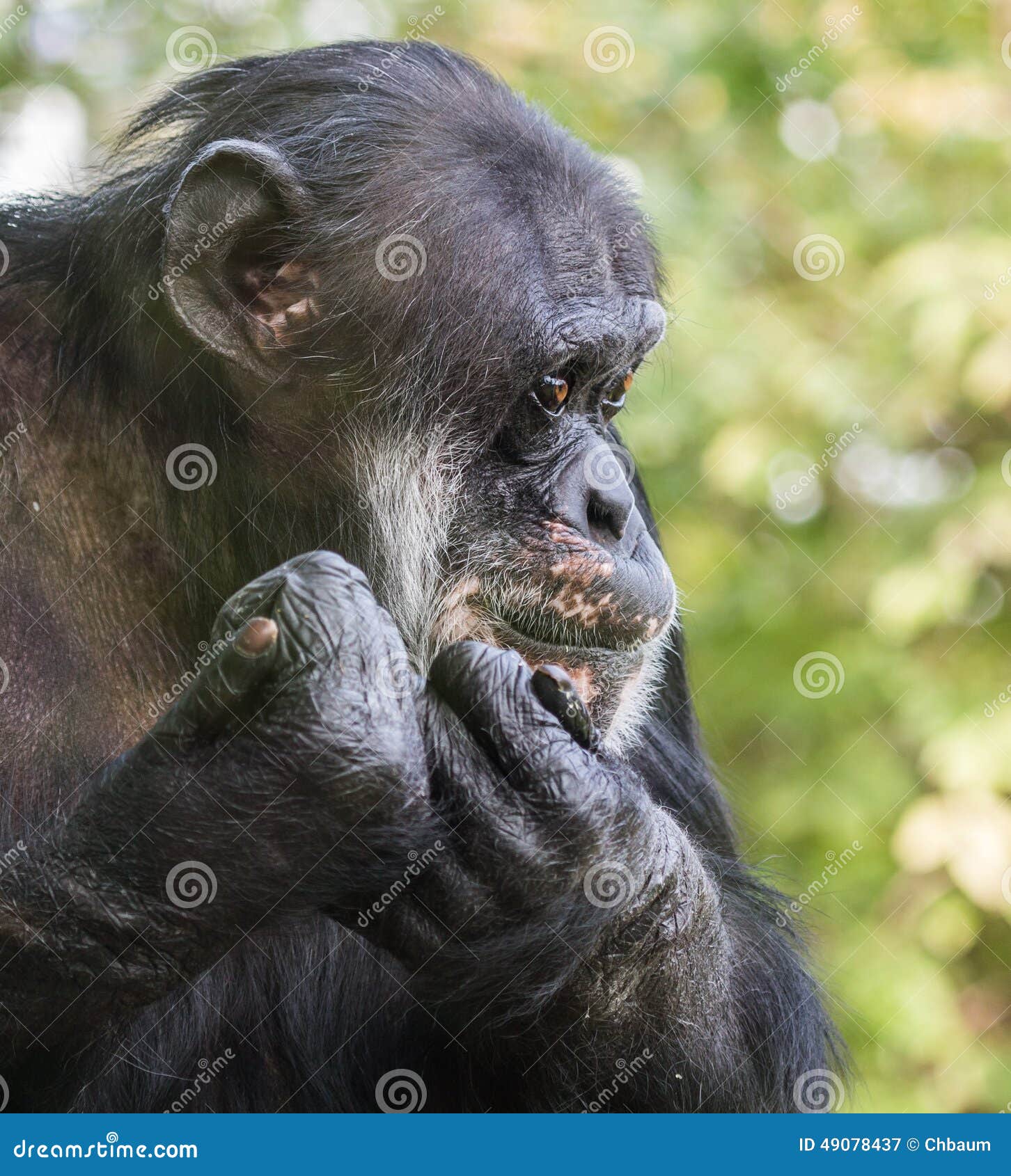 Sad Chimpanzee Portrait stock image. Image of monkey - 49078437