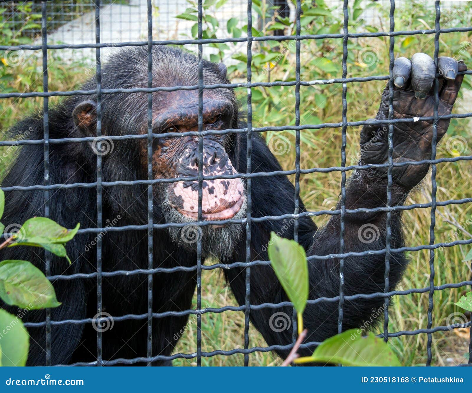 A Sad Chimpanzee Stands Alone at the Grate of the Aviary Stock Photo ...