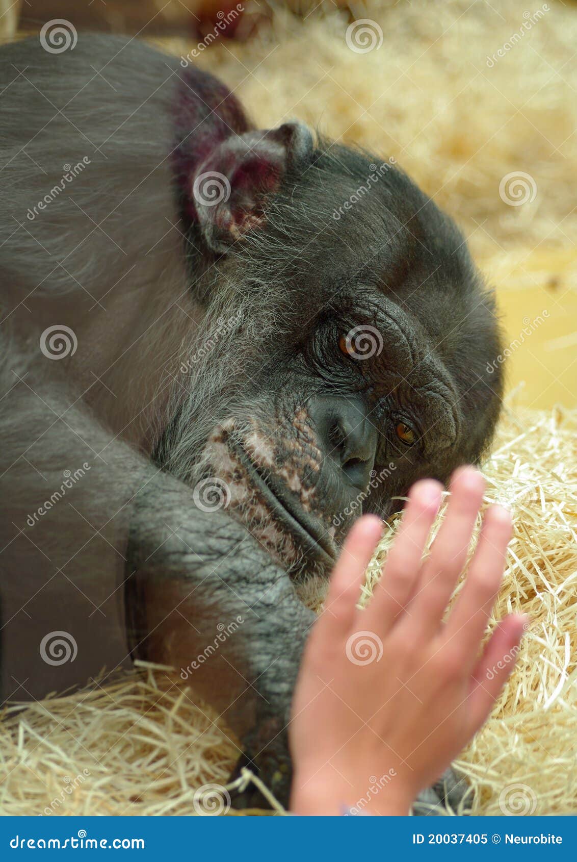 Sad Chimpanzee Under Zoo S Glass Cell Stock Image - Image of face ...