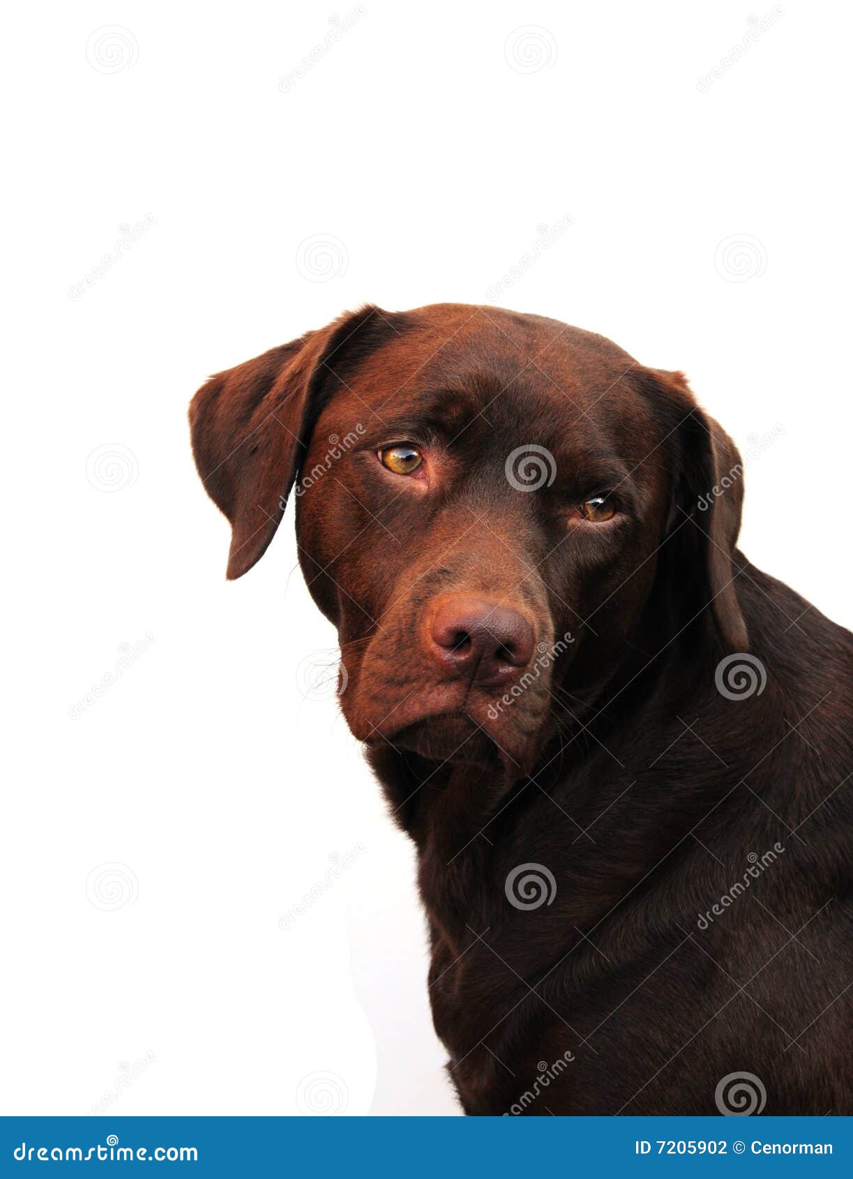 Sad choccie lab stock photo. Image of gundog, cute, brown - 7205902