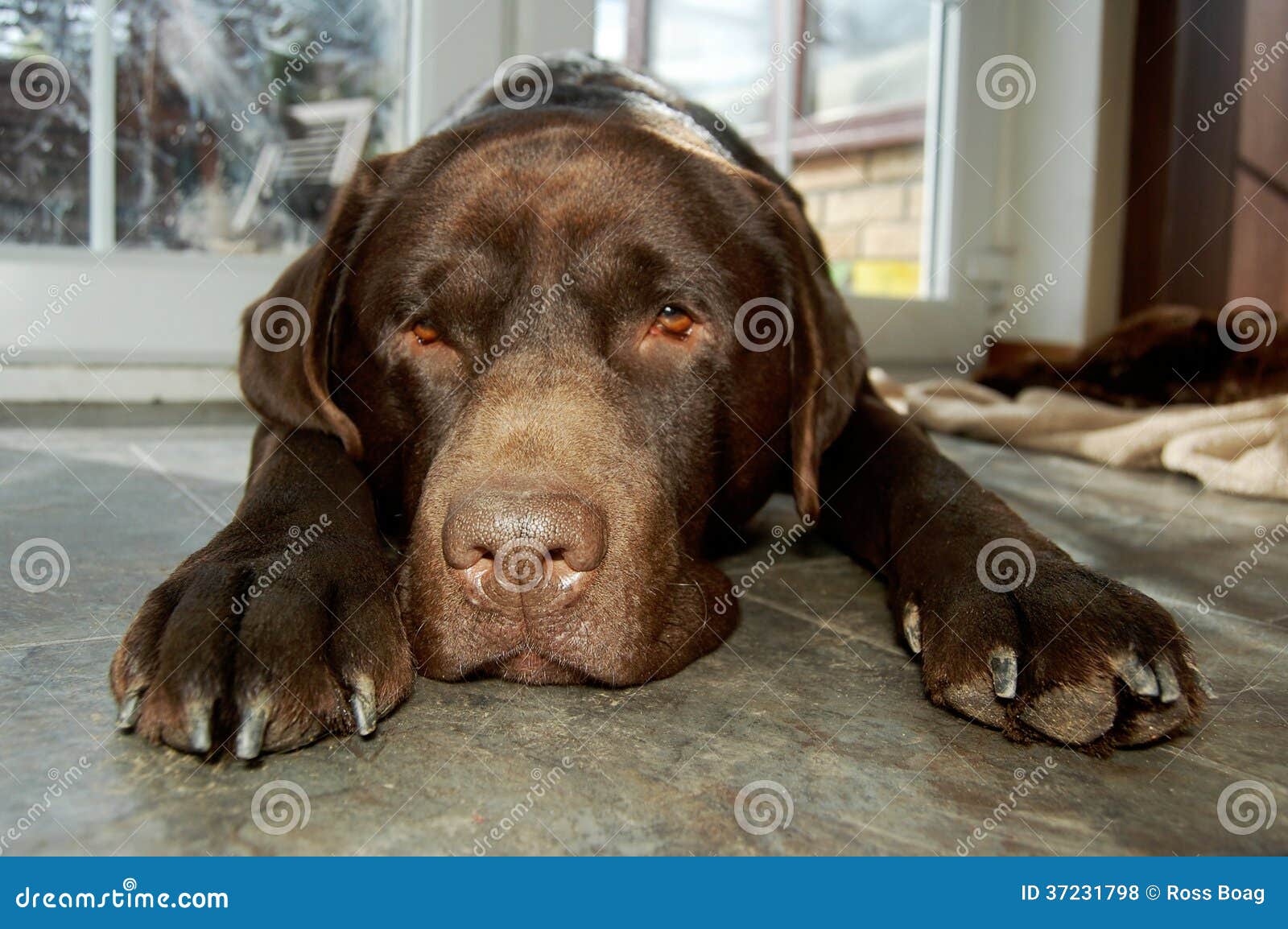 Sad Chocolate Labrador stock photo. Image of feet, cute - 37231798
