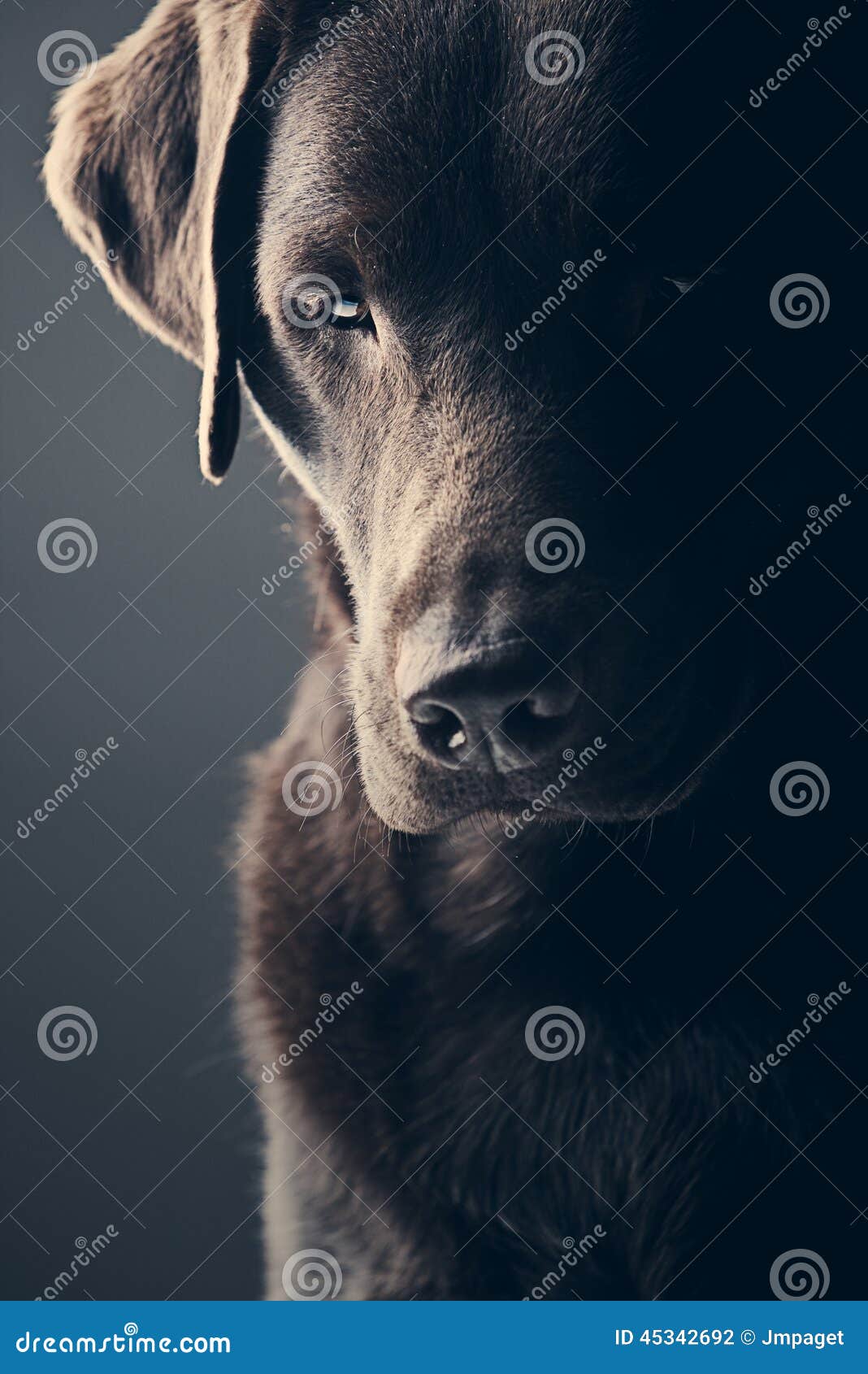 Sad Chocolate Labrador stock photo. Image of labrador - 45342692