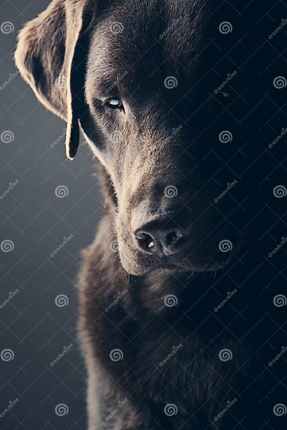 Sad Chocolate Labrador stock photo. Image of labrador - 45342692