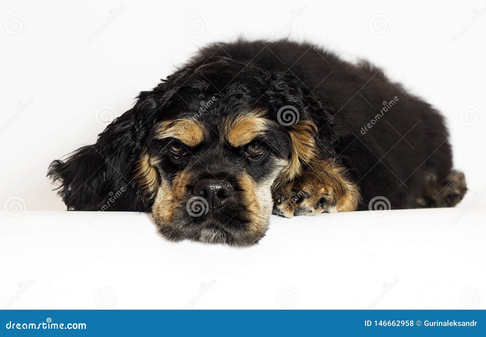 Sad Cocker Spaniel Dog Lying Stock Photo - Image of friend, puppy ...