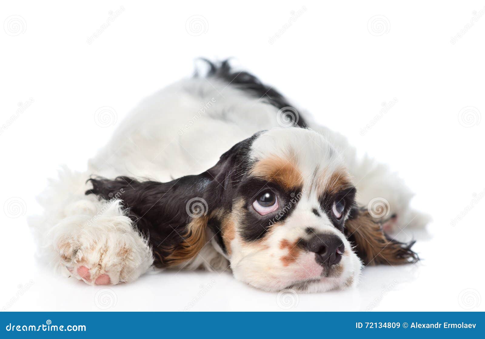 759 Sad Cocker Spaniel Photos - Free & Royalty-Free Stock Photos from ...