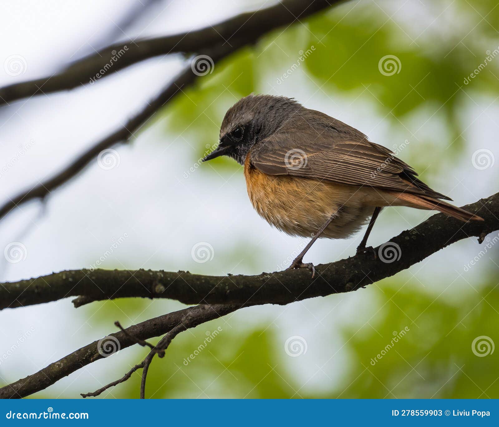 Sad Common Redstart Sitting on a Branch Stock Image - Image of summer ...