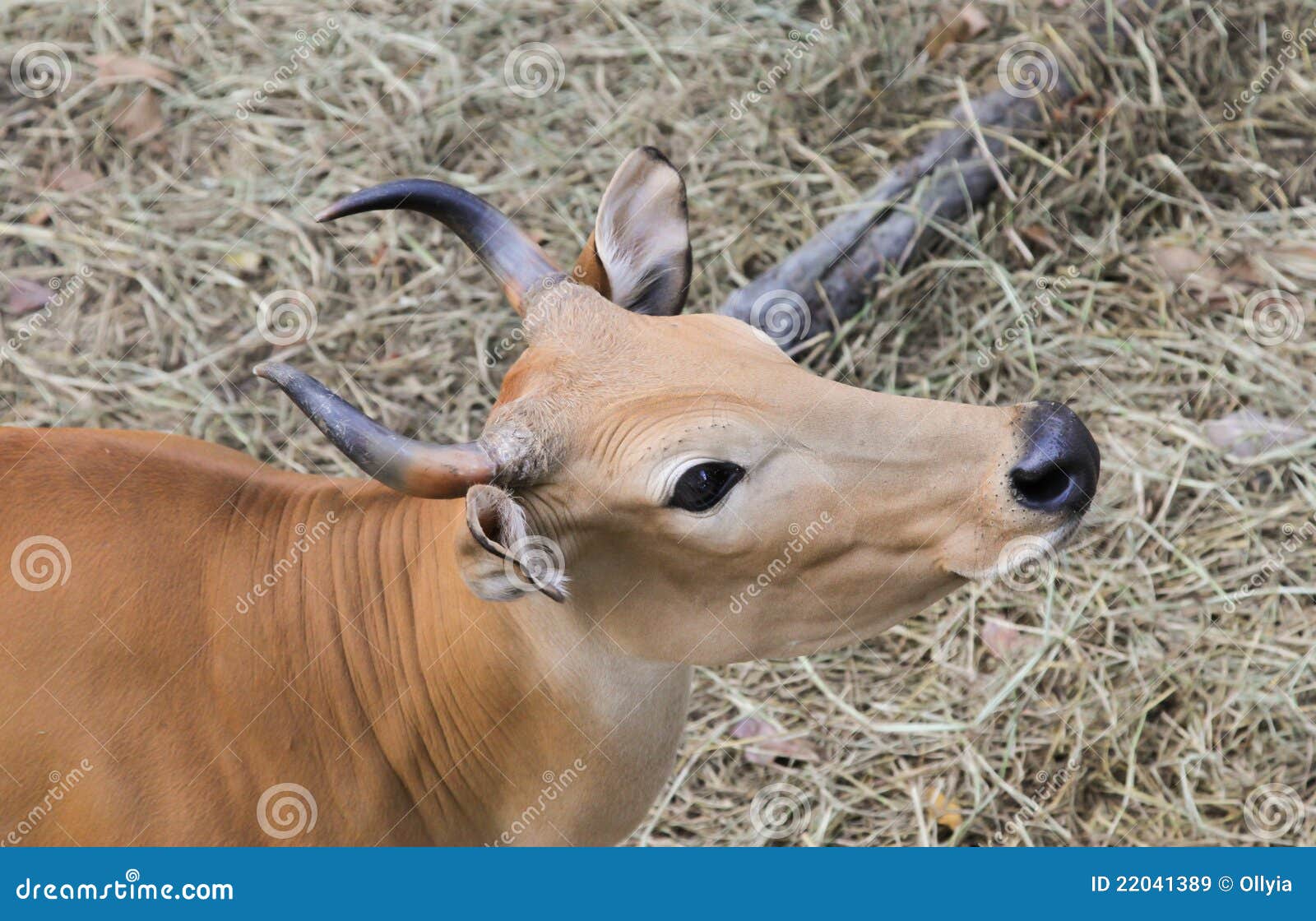Sad cow stock image. Image of calf, horn, beef, burger - 22041389