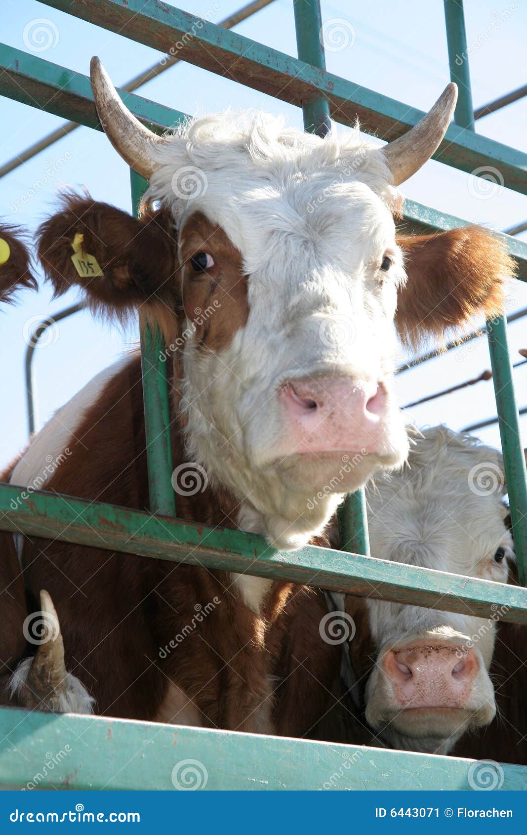 Sad cow stock image. Image of people, livings, farm, mongolia - 6443071