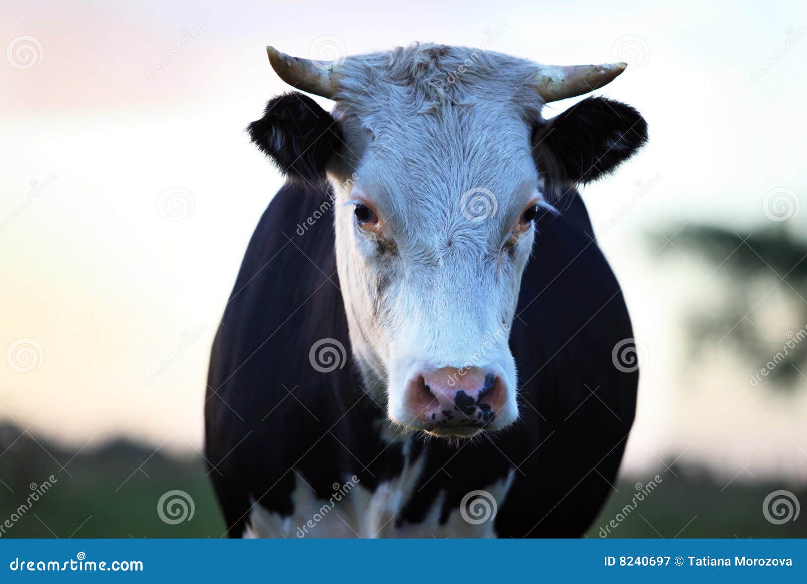 Sad cow stock image. Image of close, nostril, mammal, background - 8240697