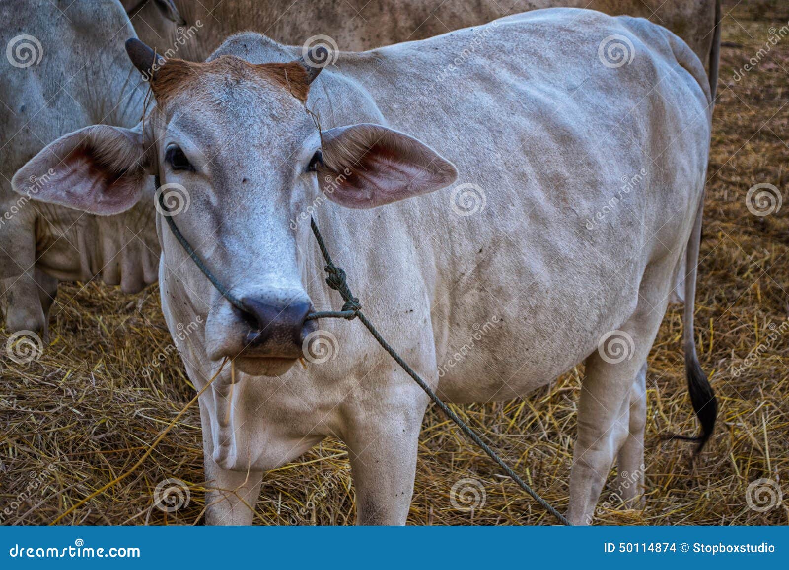 The Sad Cow stock photo. Image of grass, range, food - 50114874