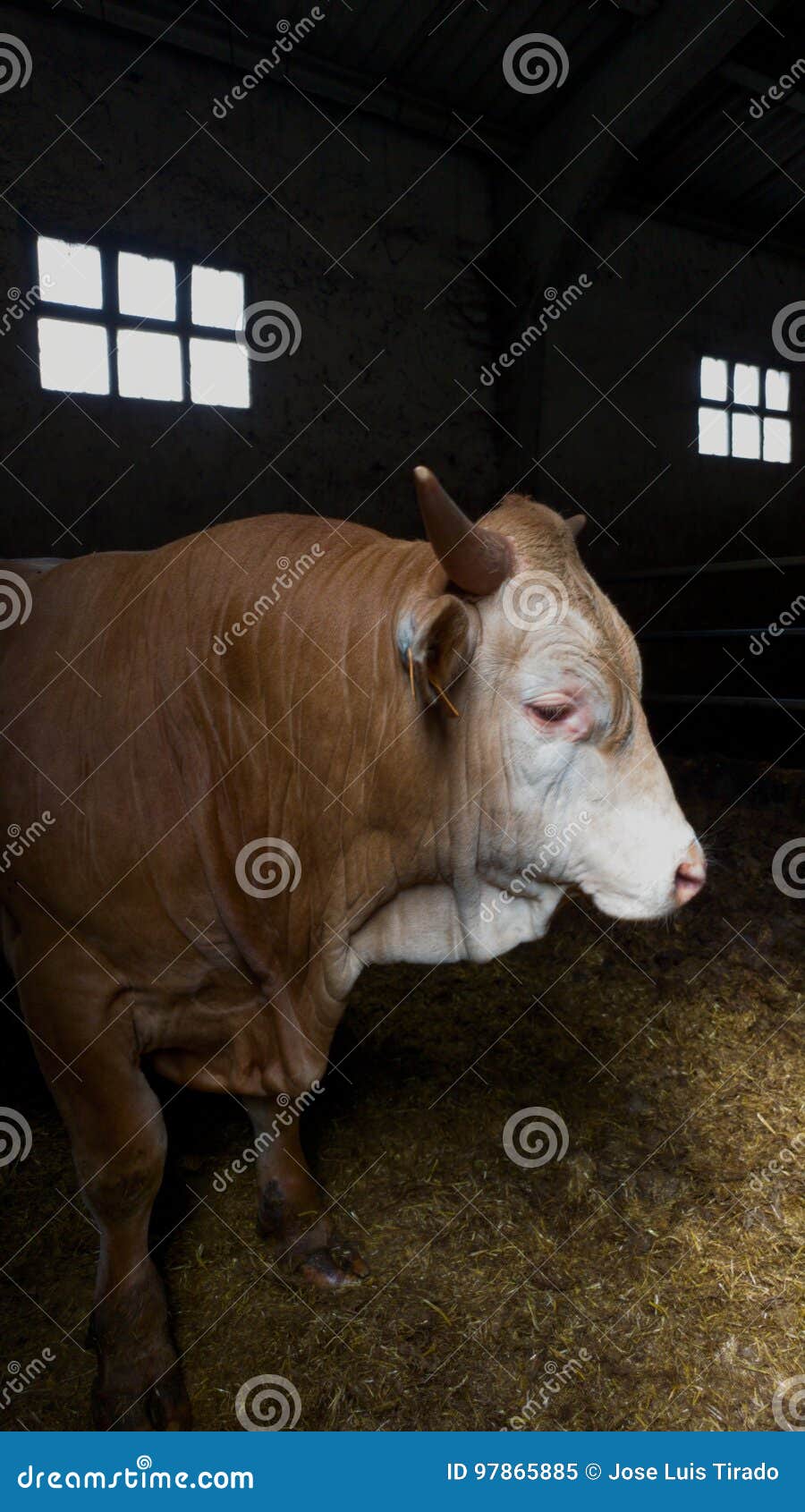 Sad cow stock image. Image of horn, farm, animals, sadness - 97865885