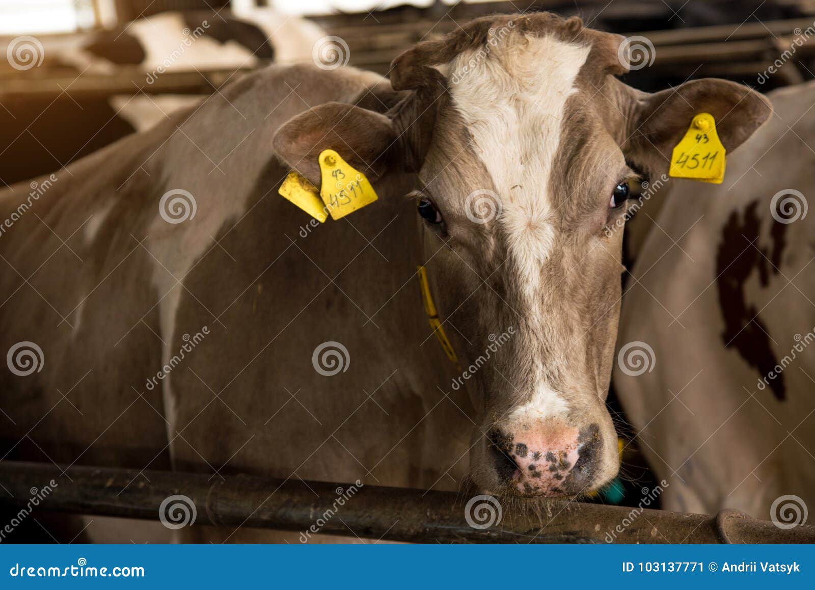 Sad Cow is Preparing for Slaughter Stock Image - Image of barn, bovine ...