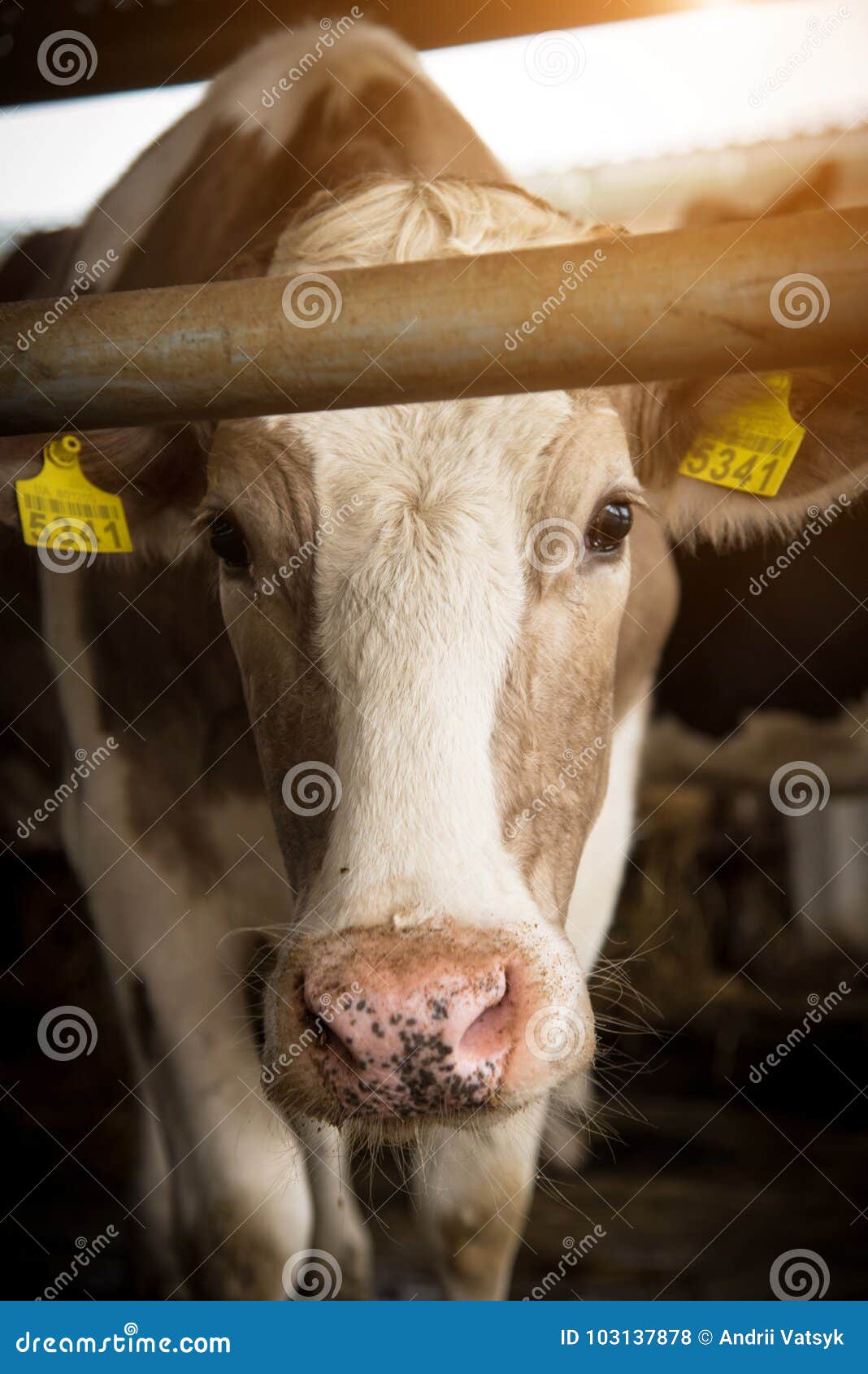 Sad Cow is Preparing for Slaughter Stock Photo - Image of farm, breed ...