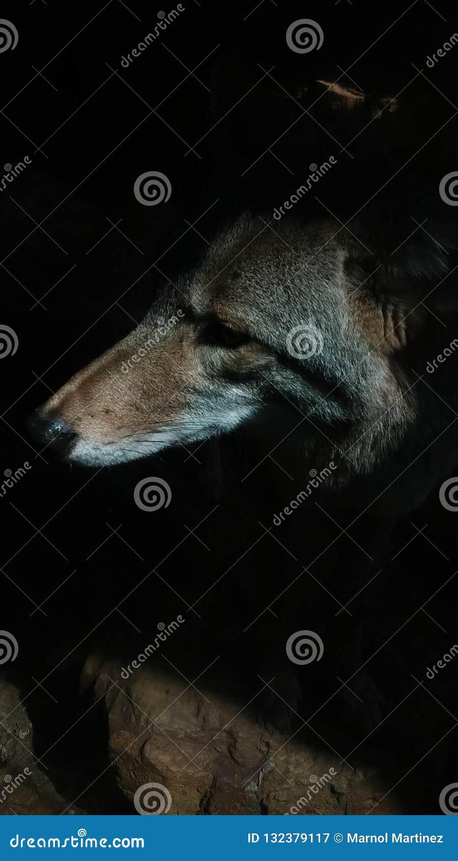 Sad Coyote in the Cold Dark Alone Stock Image - Image of dark, alone ...