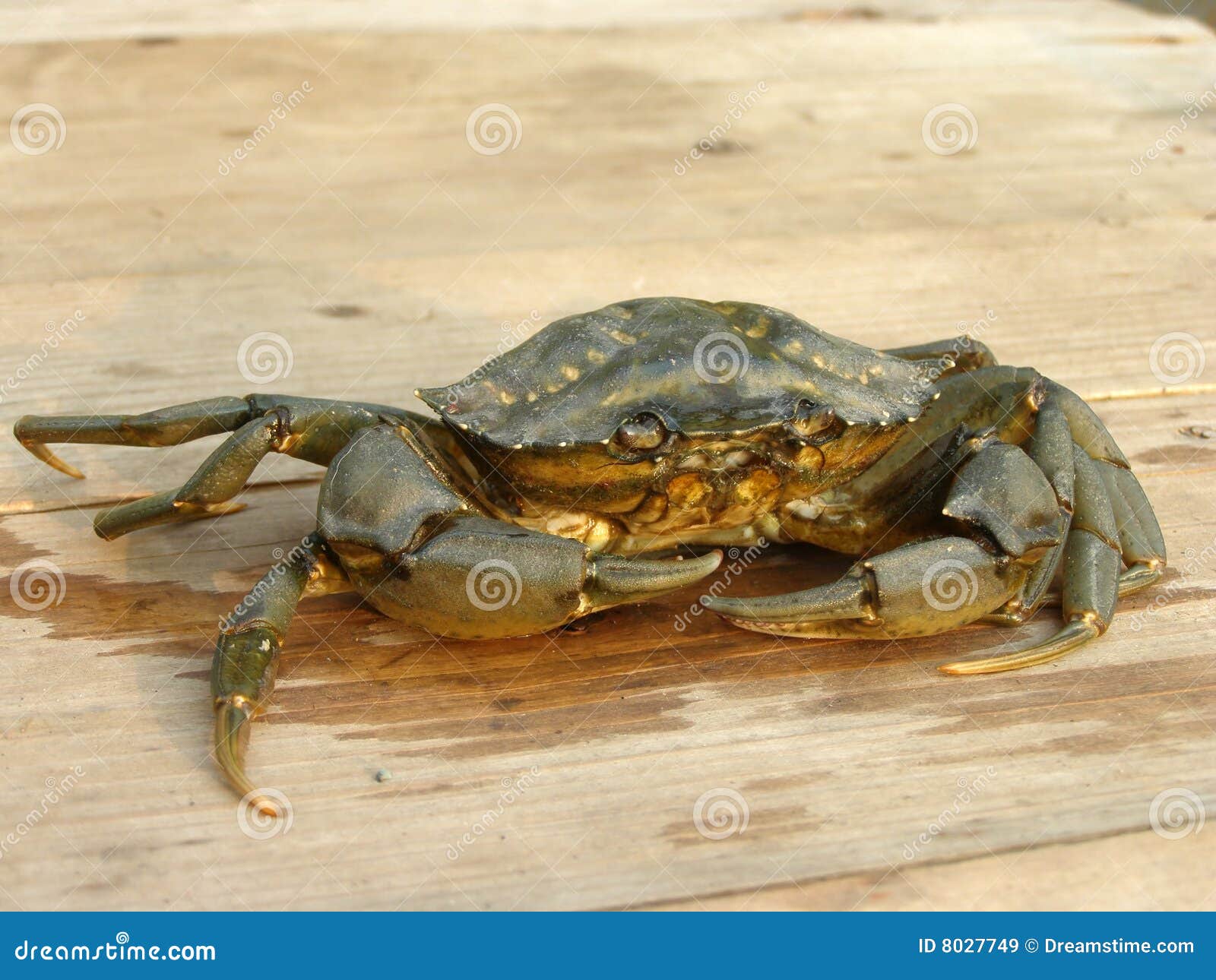 Sad crab stock image. Image of seaside, marine, claw, claws - 8027749