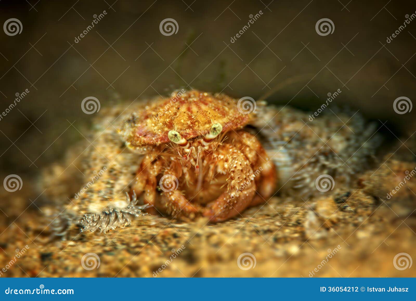 Sad crab stock photo. Image of crab, diving, macro, underwater - 36054212