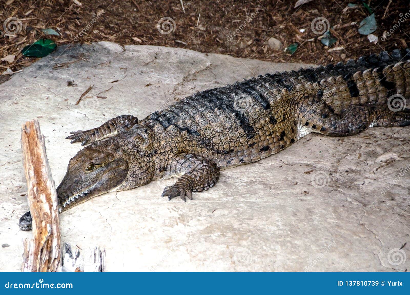 Sad Crocodile Digesting His Dinner Stock Image - Image of evening ...