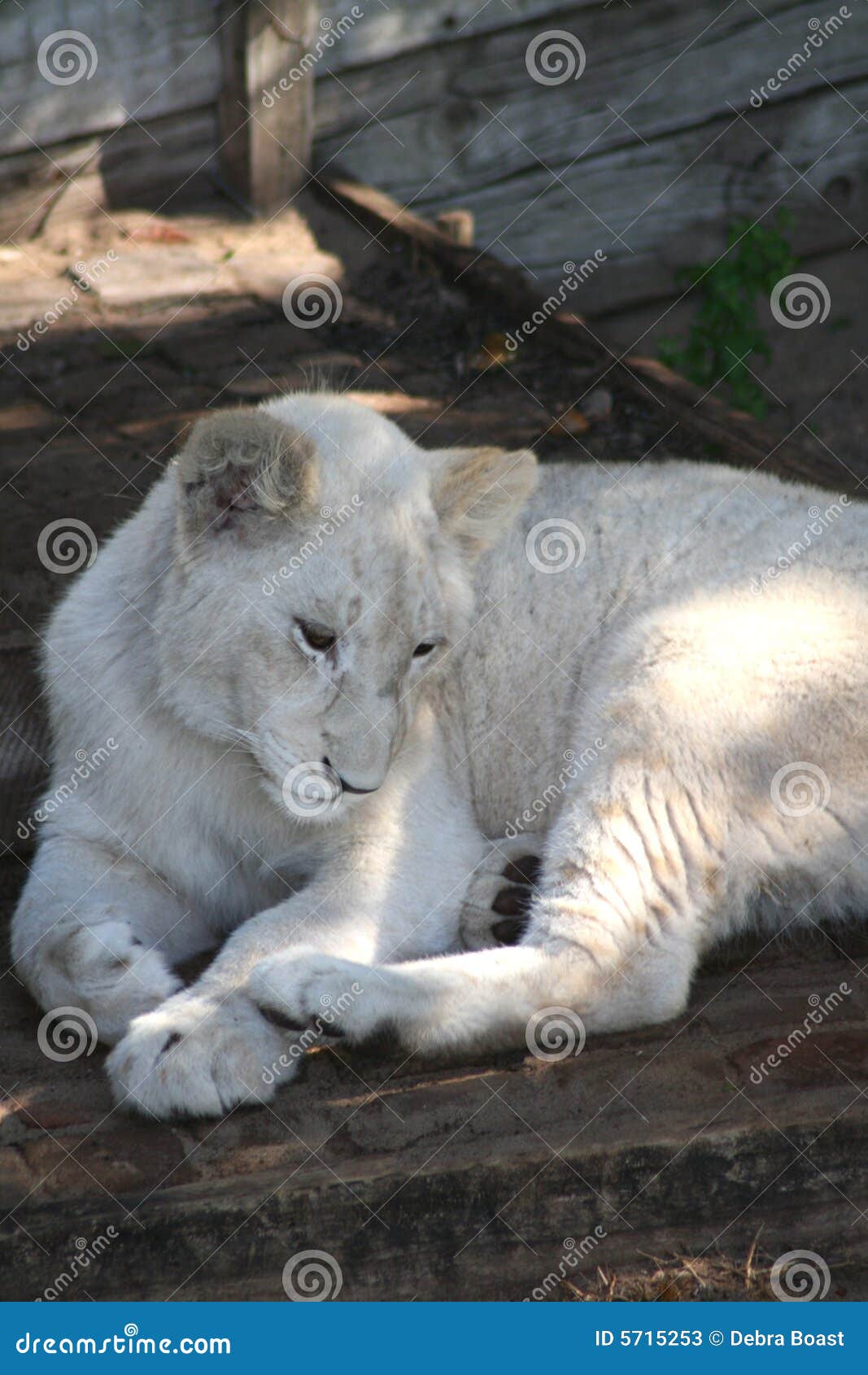 Sad cub stock image. Image of nose, sleep, tiny, close - 5715253