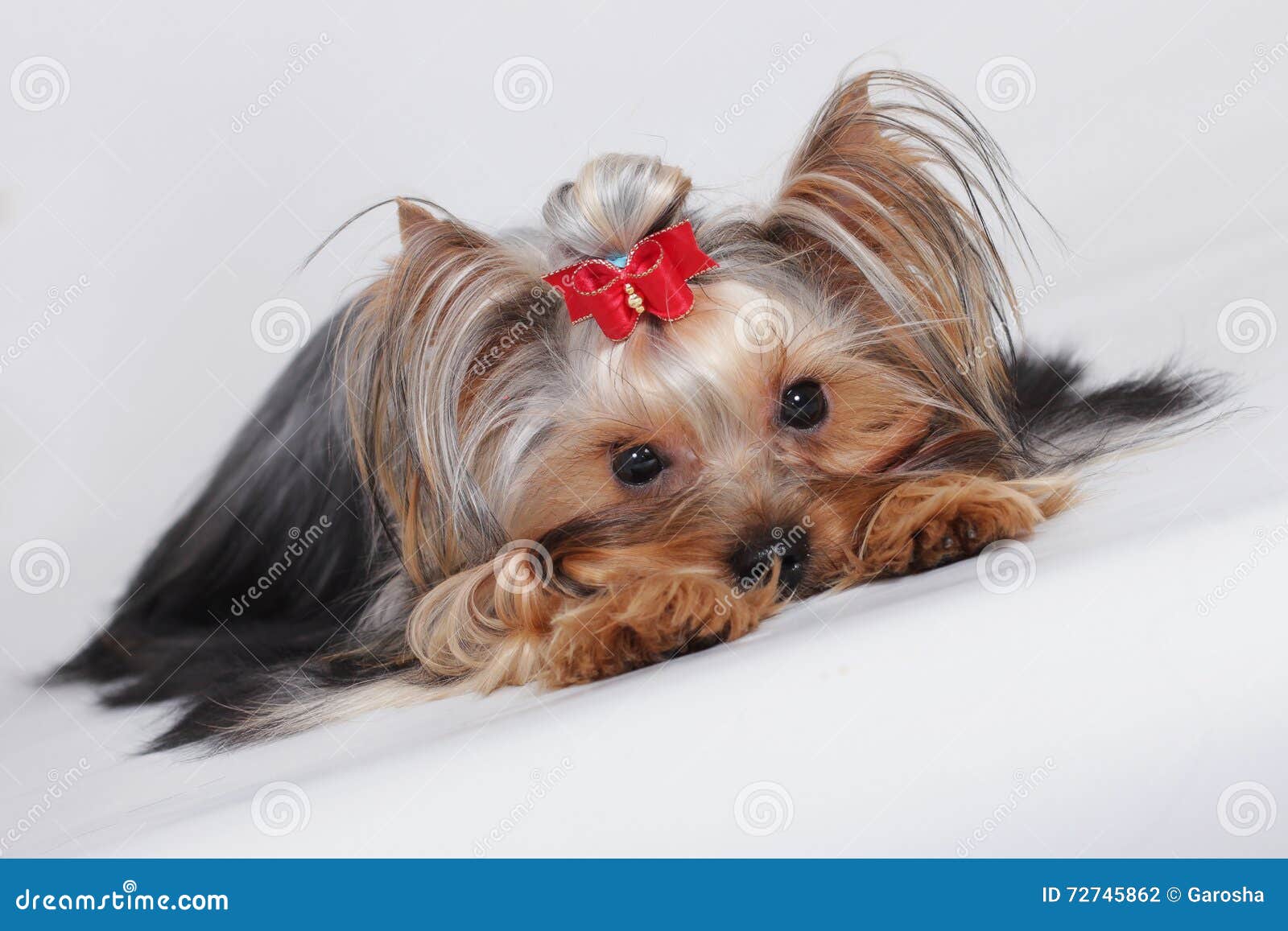 Sad Cute Dog Yorkshire Terrier Stock Photo - Image of concept, haired ...