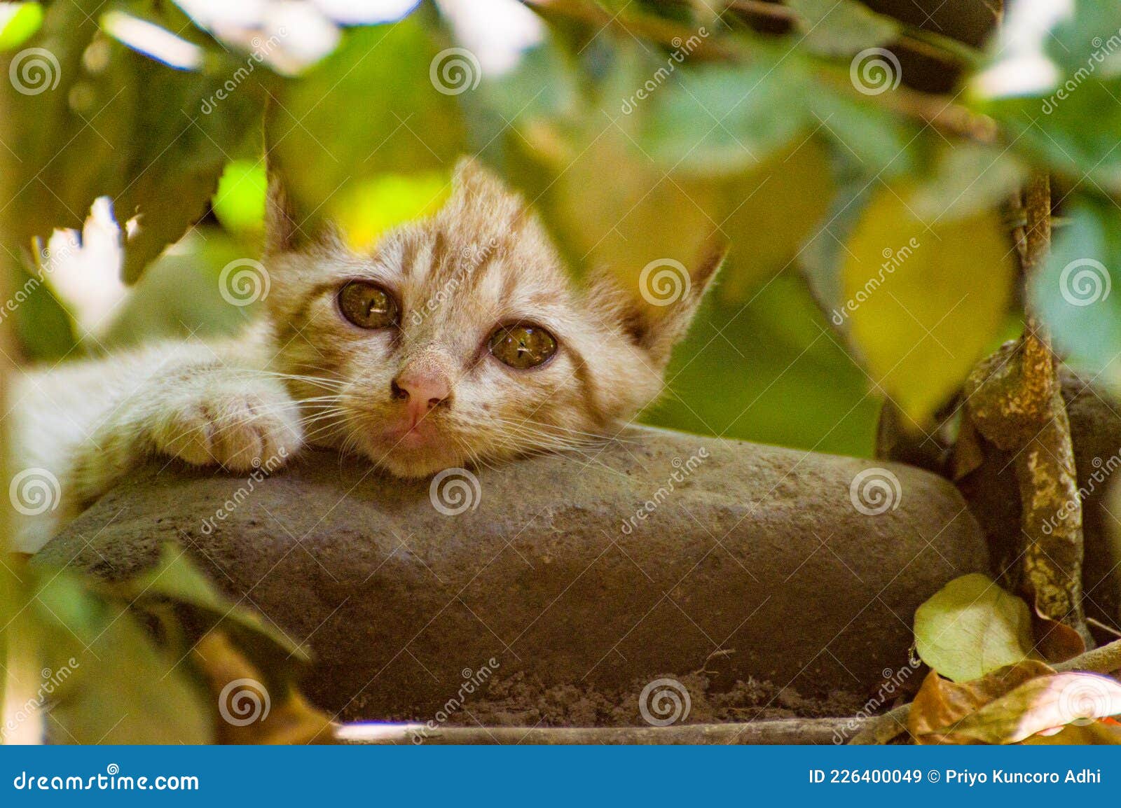 Sad and cute kitten stock image. Image of nature, whiskers - 226400049