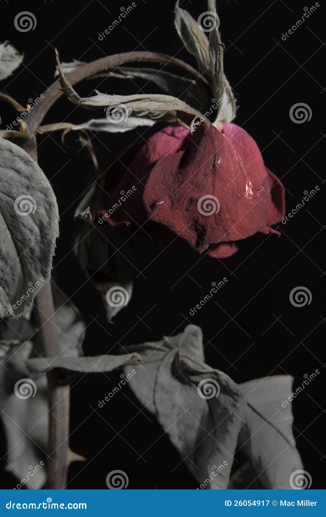 Sad Dead Wilting Red Rose Black Stock Photos - Free & Royalty-Free ...