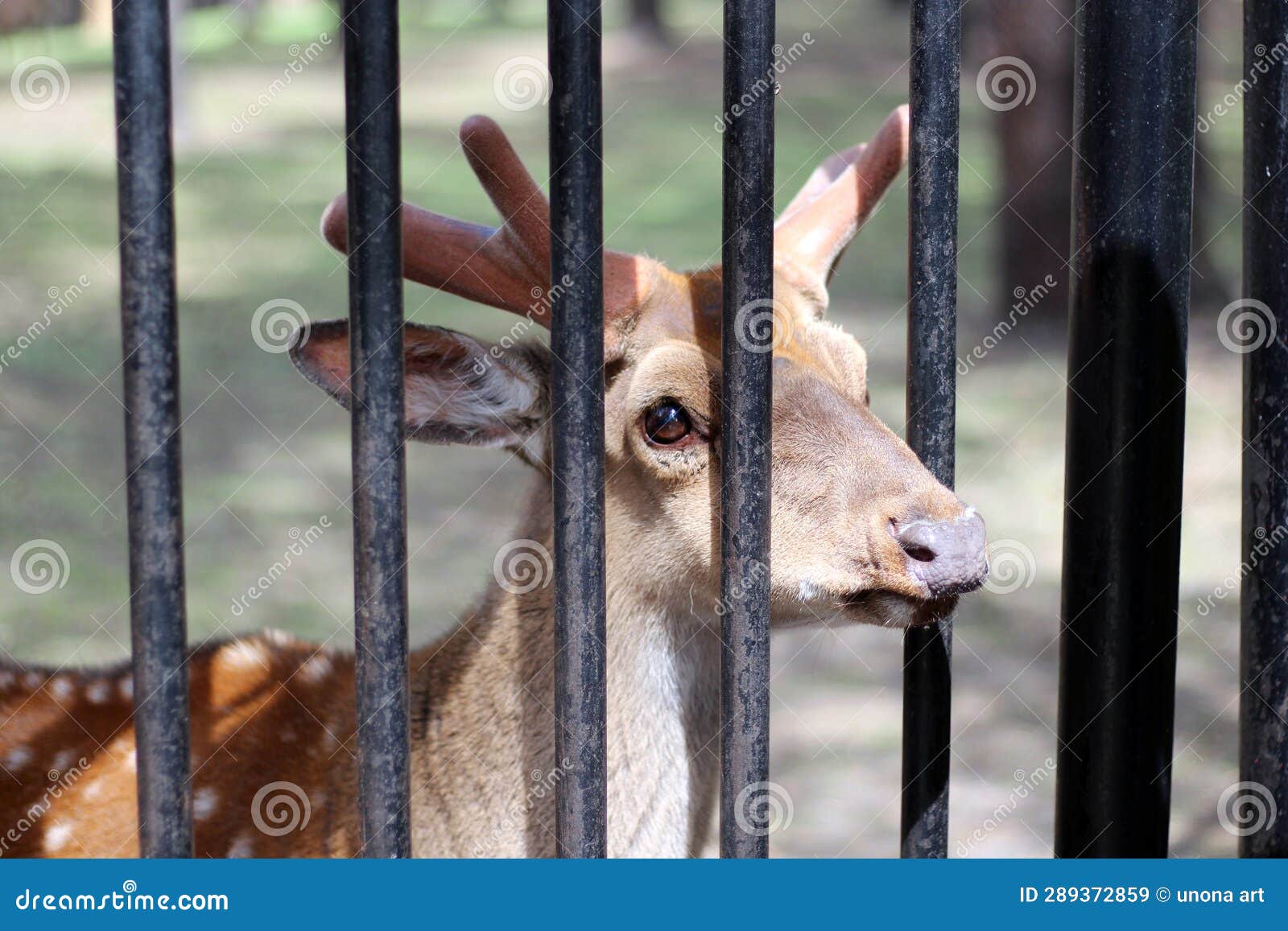 Sad Deer Behind Bars. Sad Eyes Look at Us Stock Image - Image of cage ...
