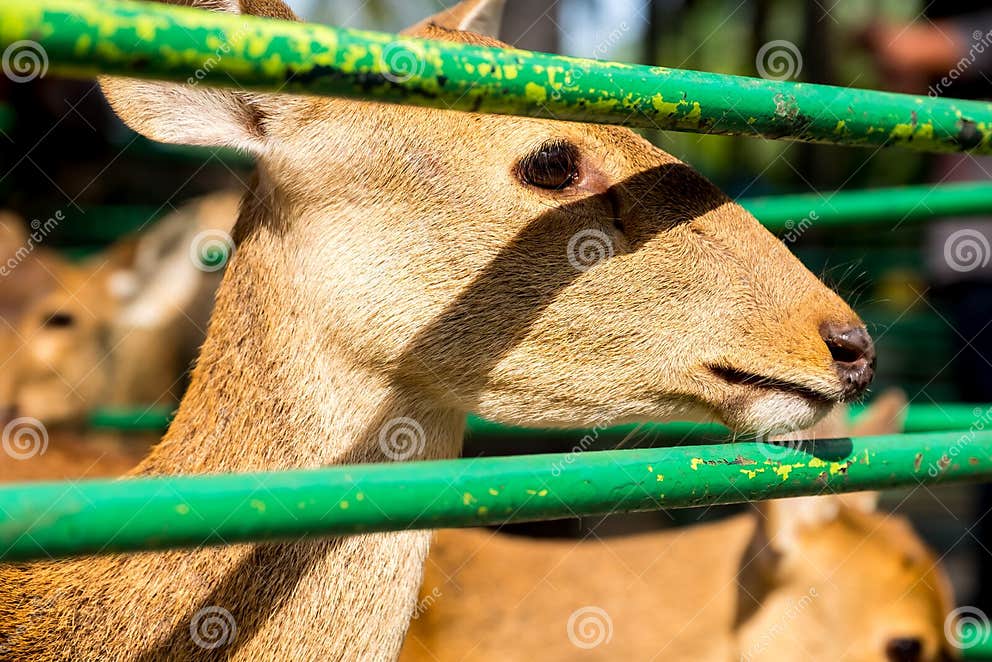 Sad Deer in cage stock image. Image of mammal, adult - 68507749