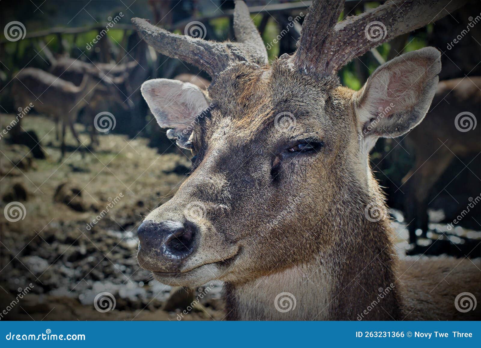 Sad Deer Ranca Upas Indonesia Stock Photo - Image of closeup, indonesia ...