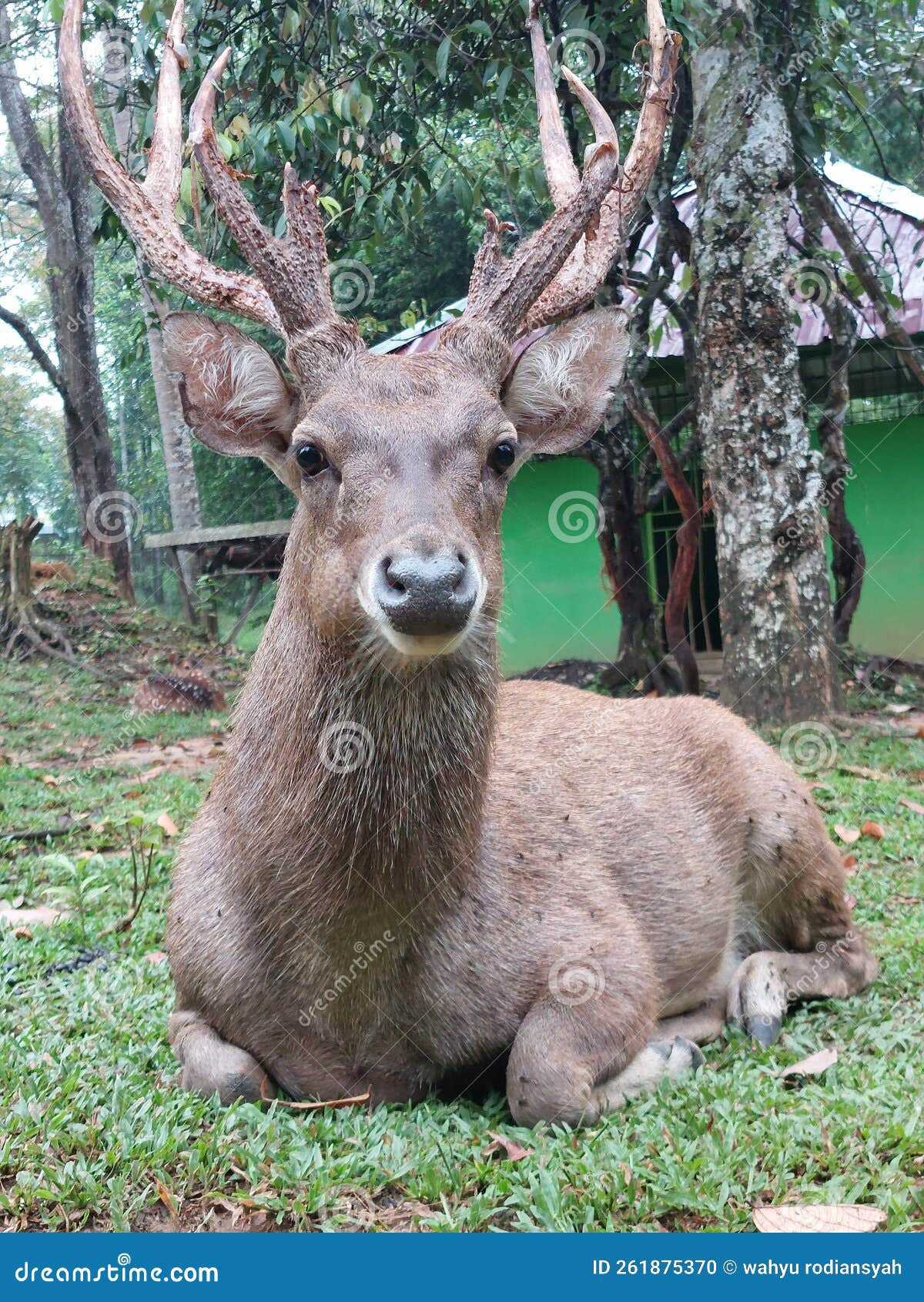 A sad deer stock photo. Image of deer, captured, forest - 261875370