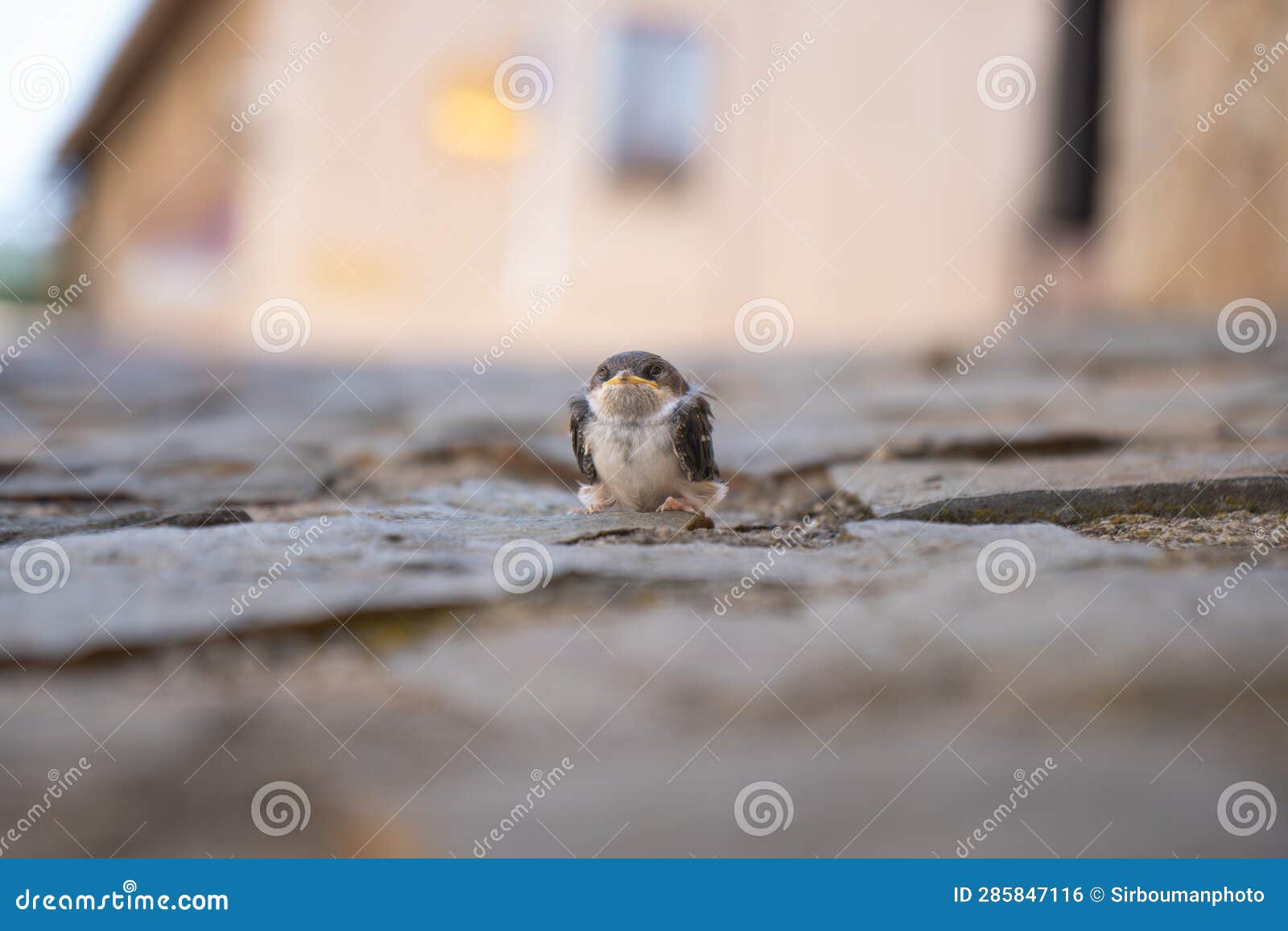 Sad and Dejected Sparrow Chick after Falling from Its Nest and Still ...