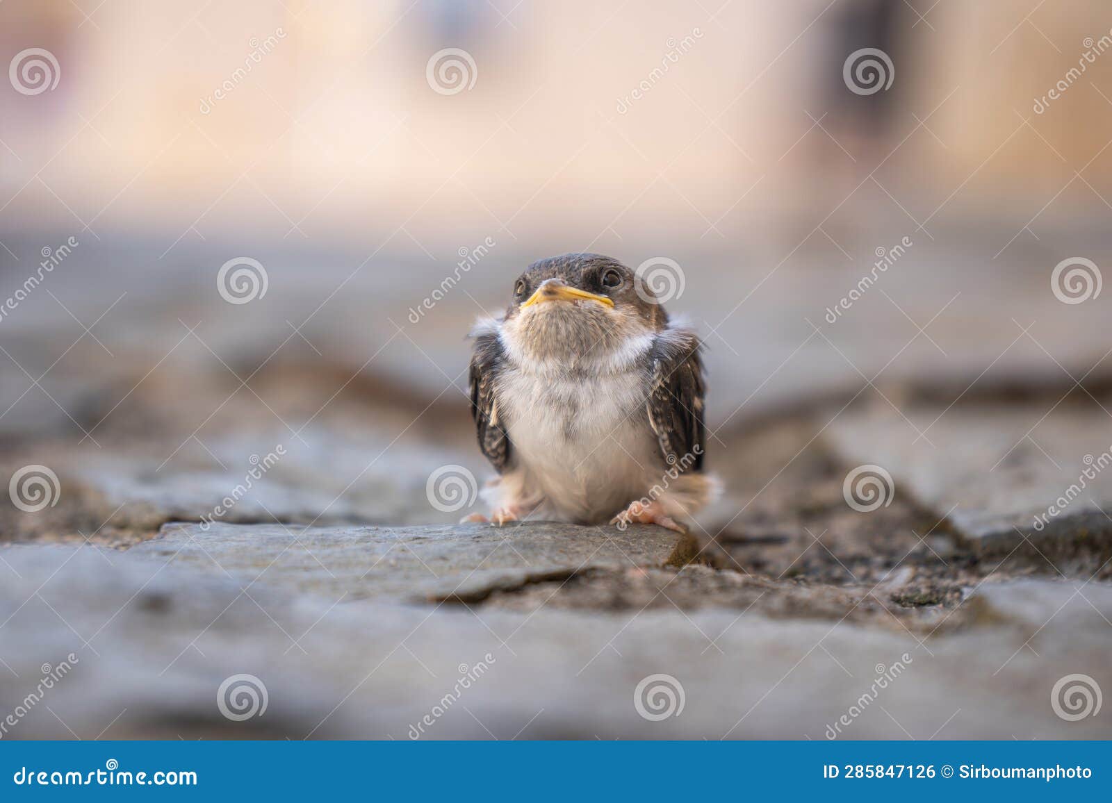 Sad and Dejected Sparrow Chick after Falling from Its Nest and Still ...