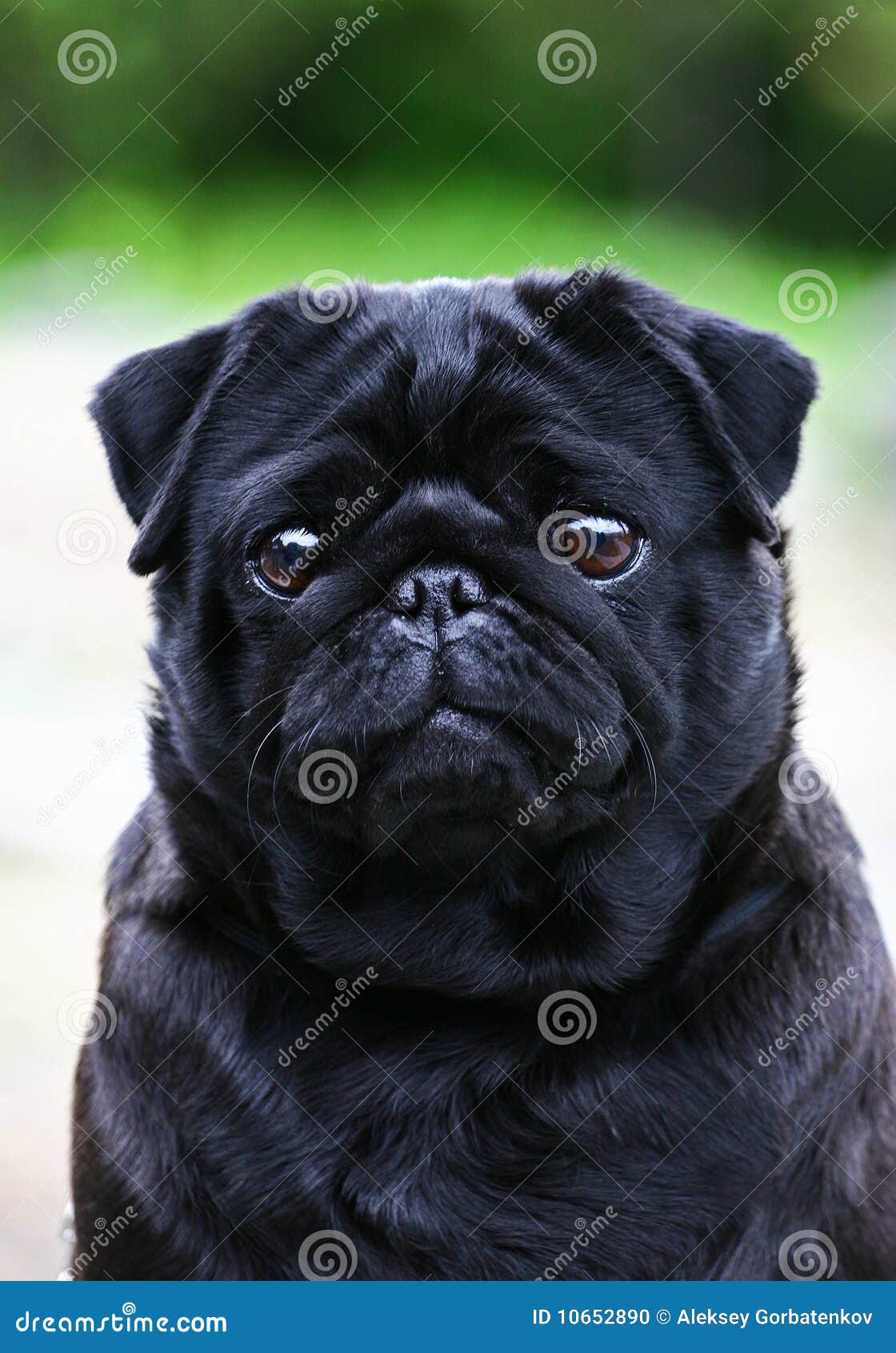 Sad dog stock photo. Image of breed, hound, pets, animal - 10652890