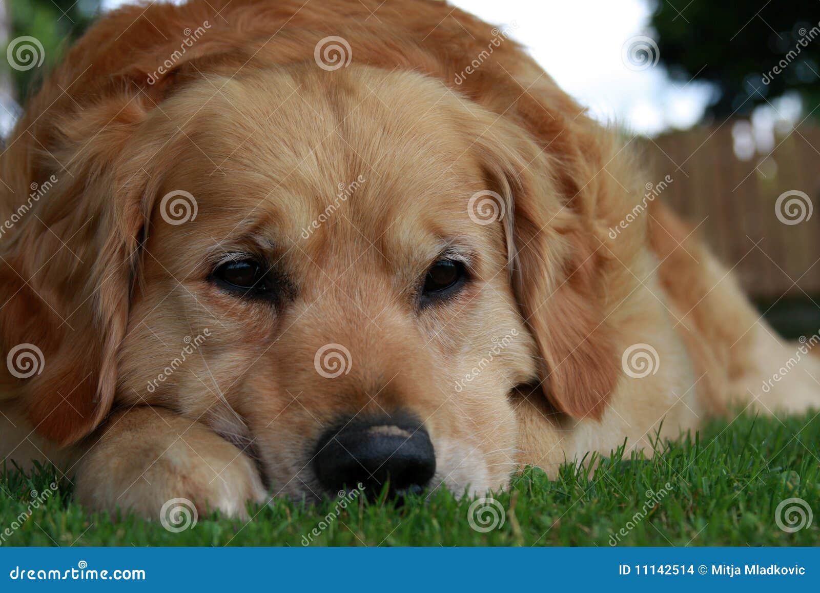 Sad dog stock photo. Image of breed, retriever, golden - 11142514