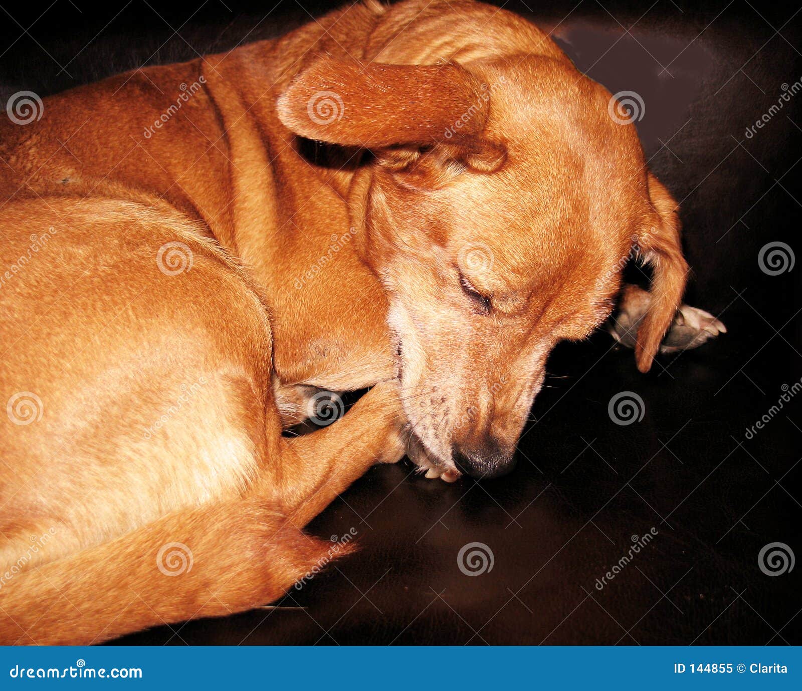 A sad dog stock image. Image of domestic, sleeping, labrador - 144855