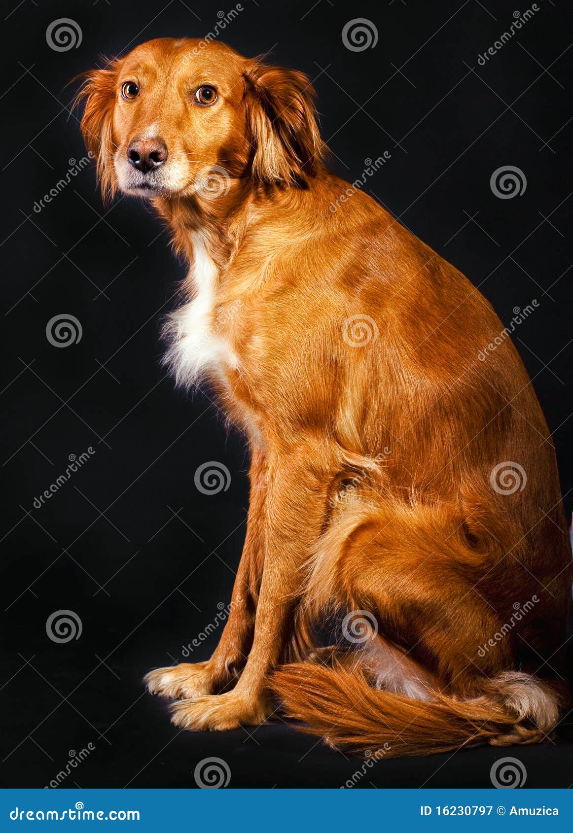 Sad dog stock image. Image of canine, cute, mournful - 16230797