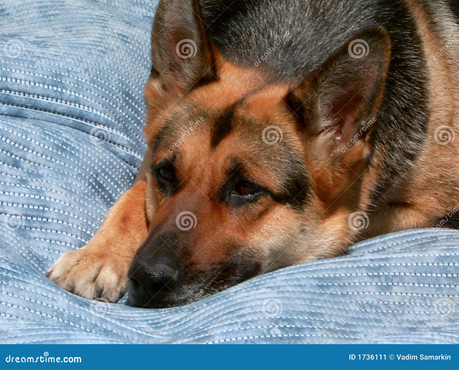 Sad dog stock image. Image of garden, grief, wild, wildlife - 1736111