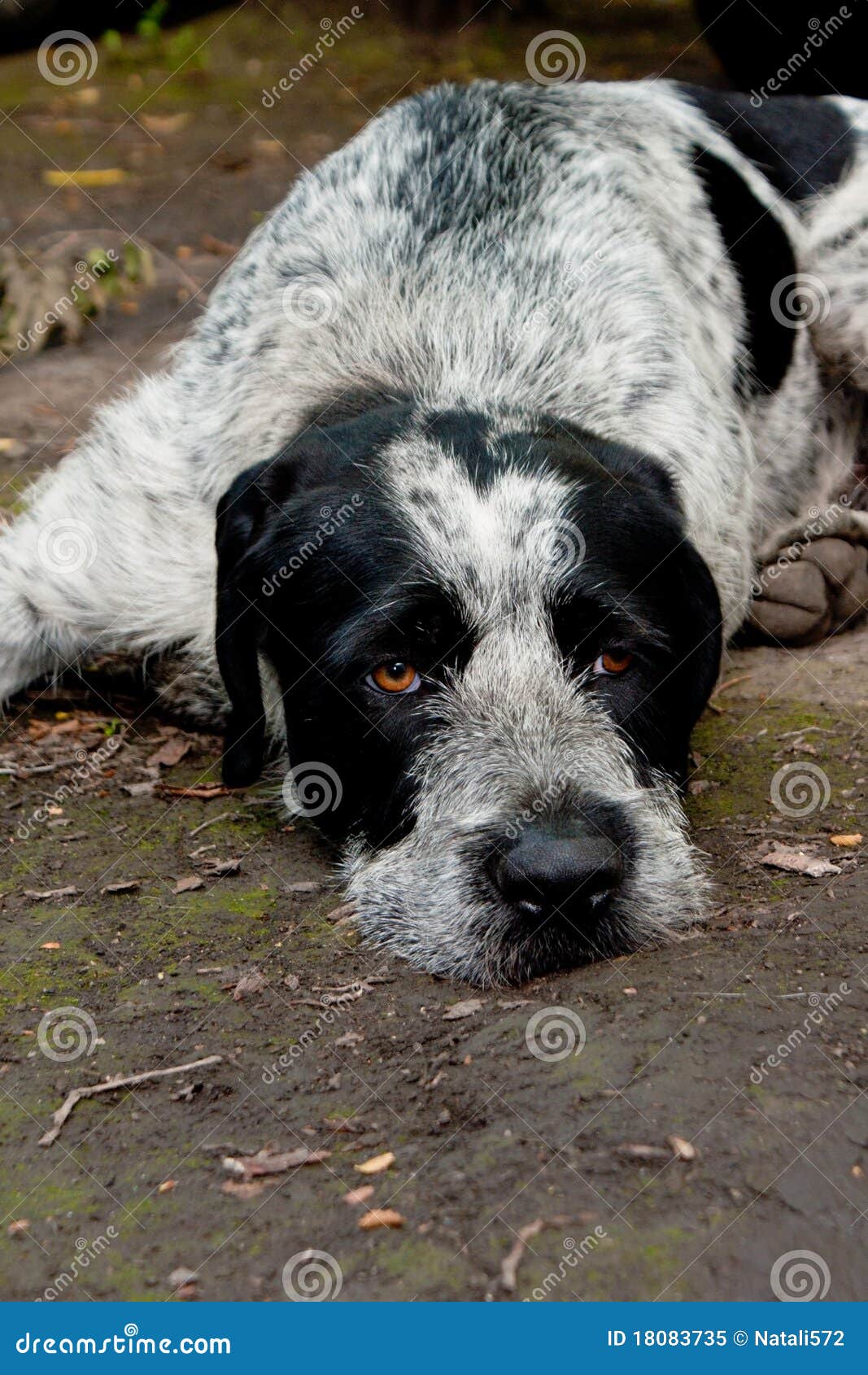 Sad dog. stock image. Image of sadness, nose, canine - 18083735