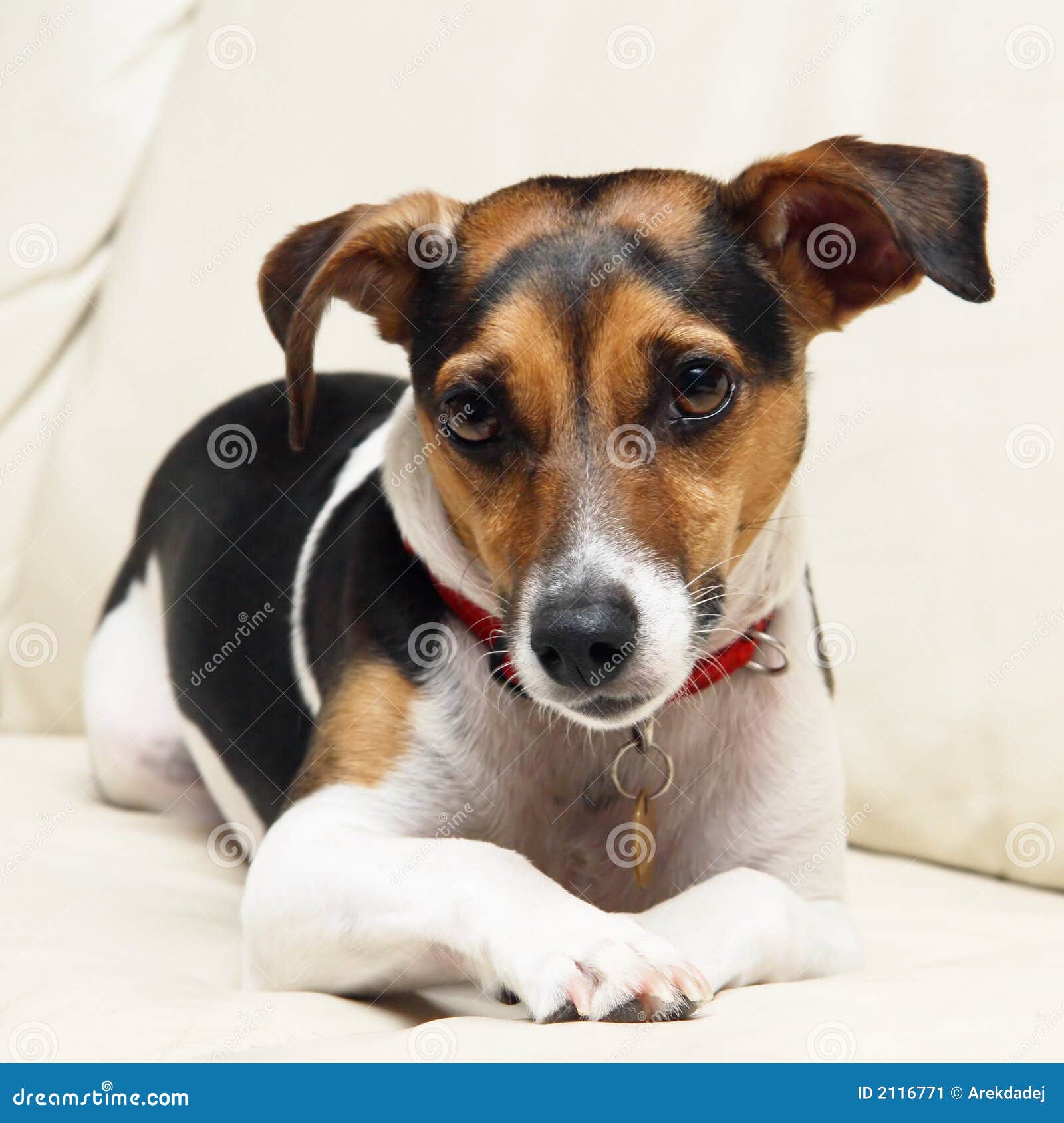 Sad dog stock image. Image of jack, domestic, white, animal - 2116771