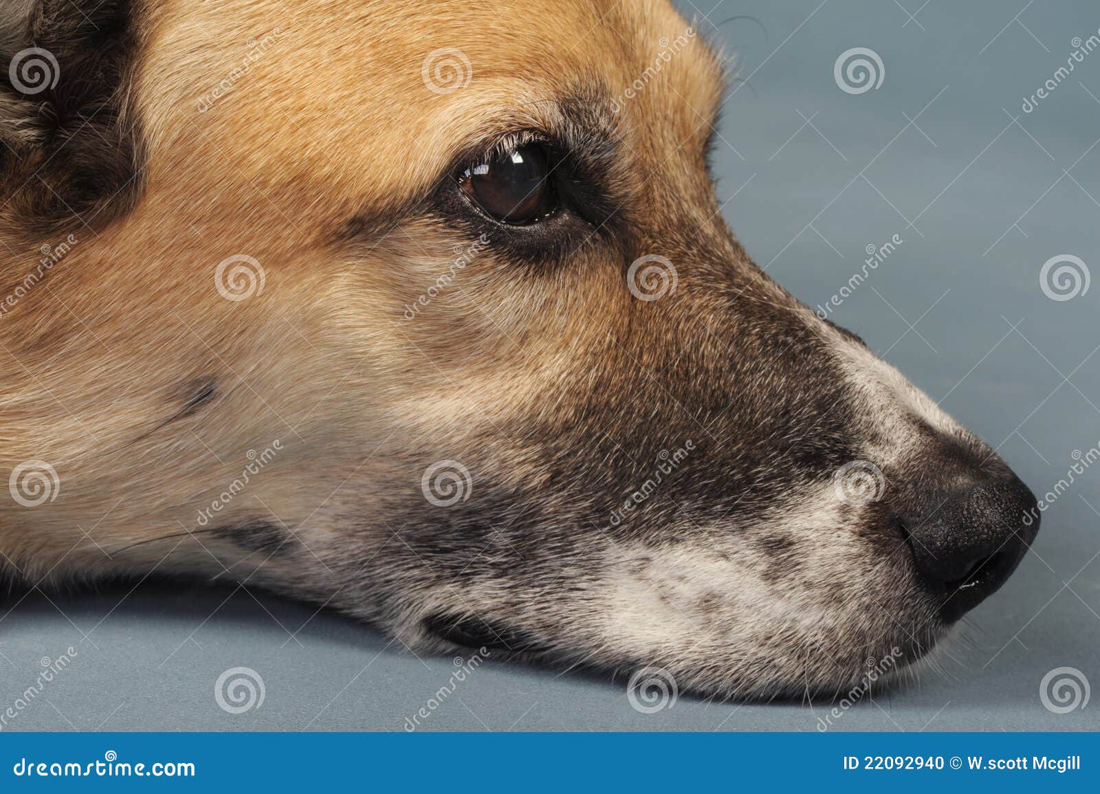 Sad Dog. stock photo. Image of rest, funny, animal, friend - 22092940