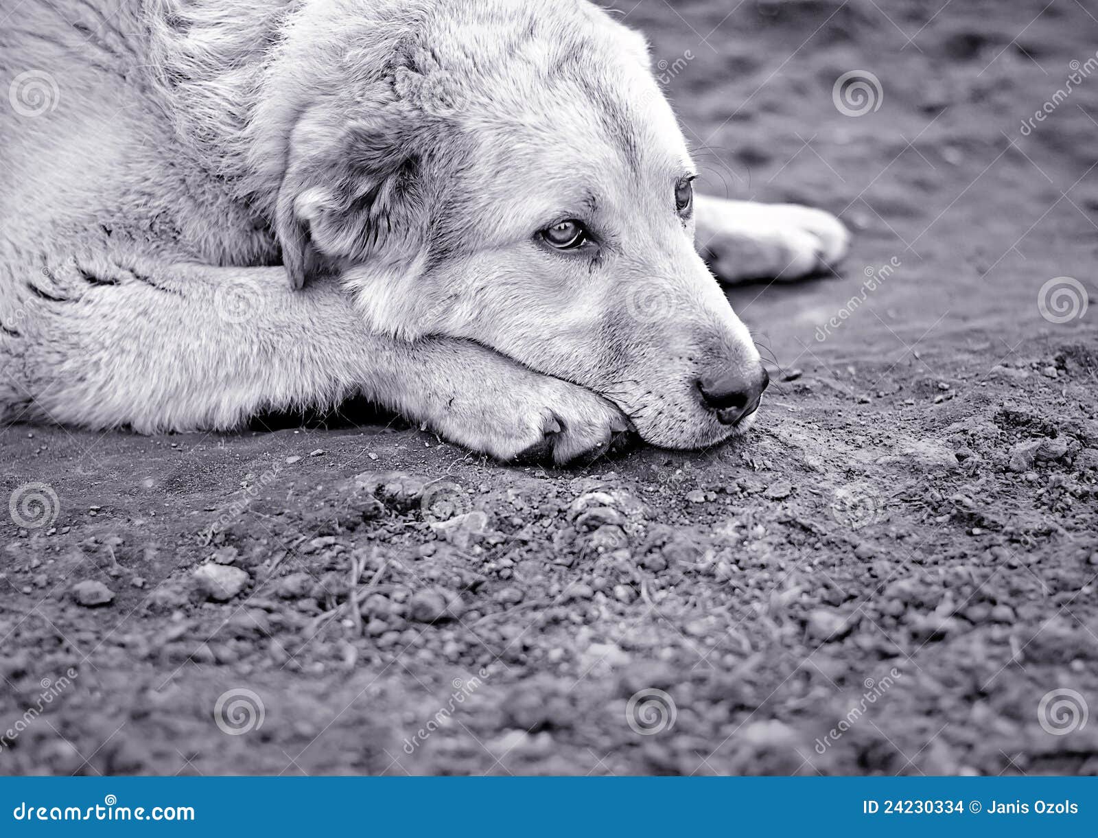 Sad dog stock photo. Image of home, kennel, guard, homeless - 24230334