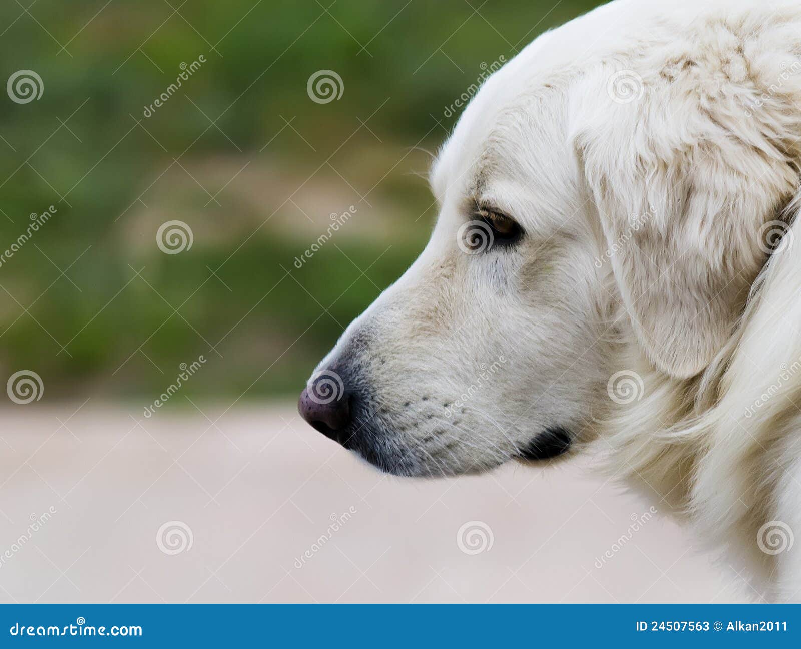 Sad dog stock image. Image of fauna, green, white, animal - 24507563