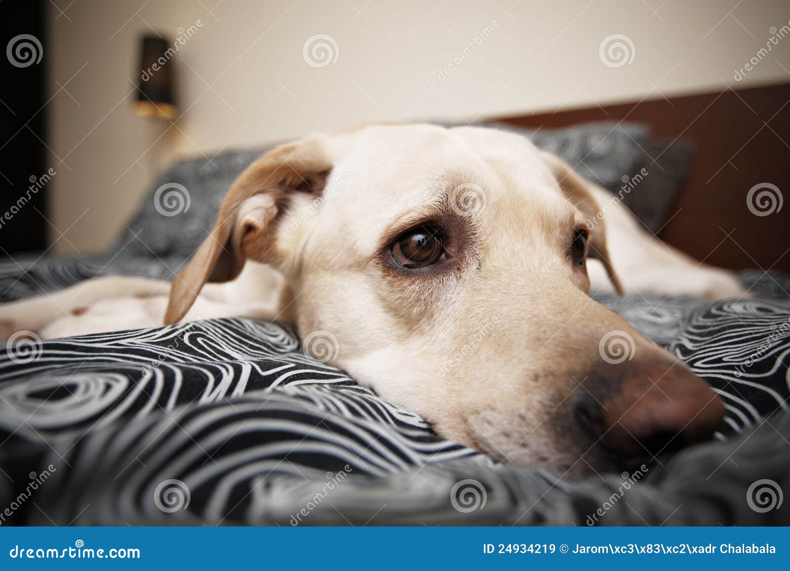 Sad dog stock image. Image of nose, loneliness, bedroom - 24934219