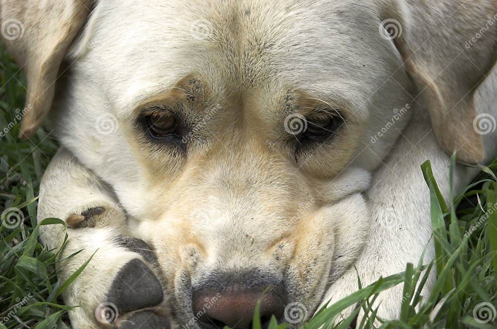 Sad Dog stock image. Image of rest, canine, paws, resting - 251041