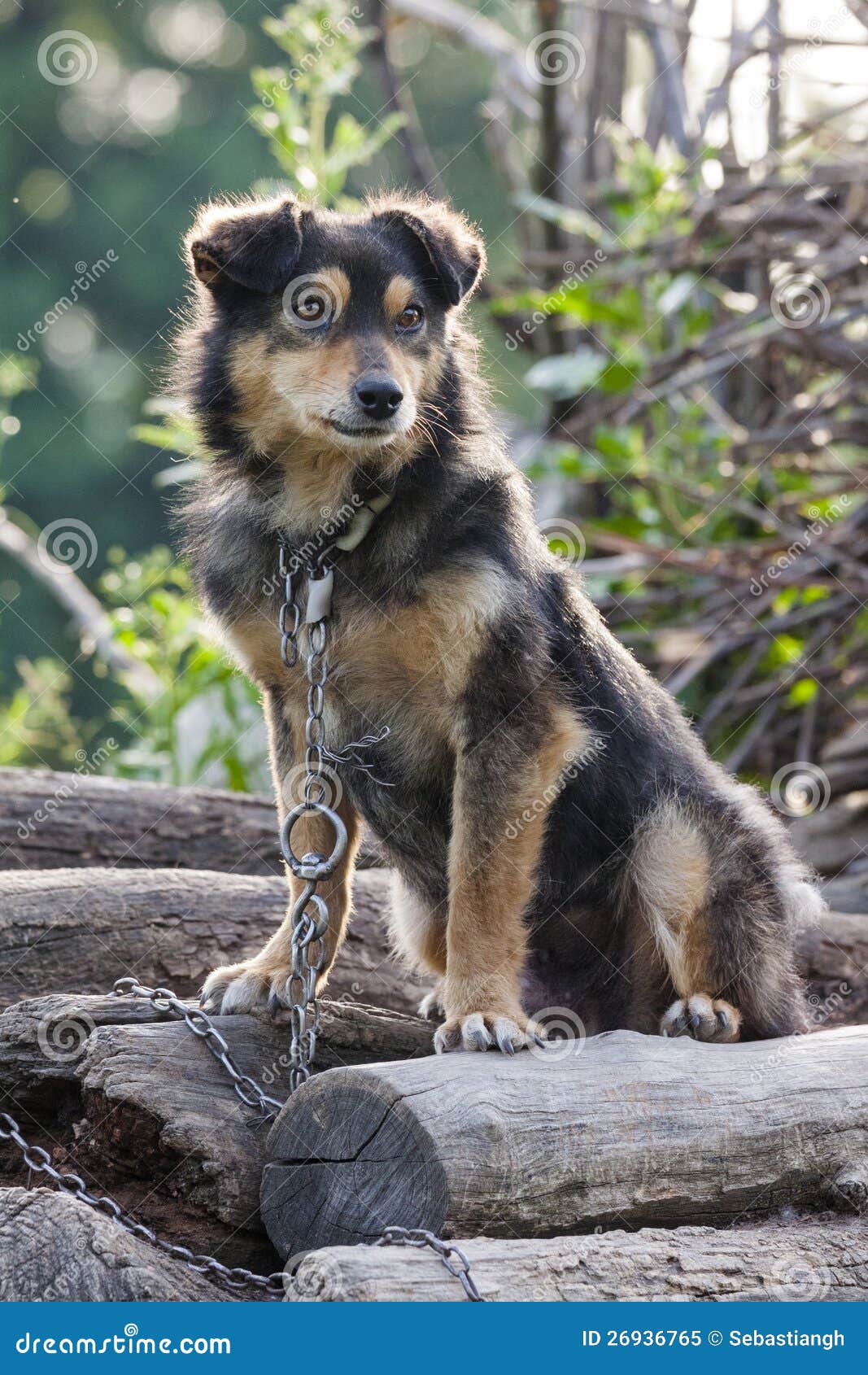 Sad dog stock image. Image of loneliness, mongrel, alone - 26936765