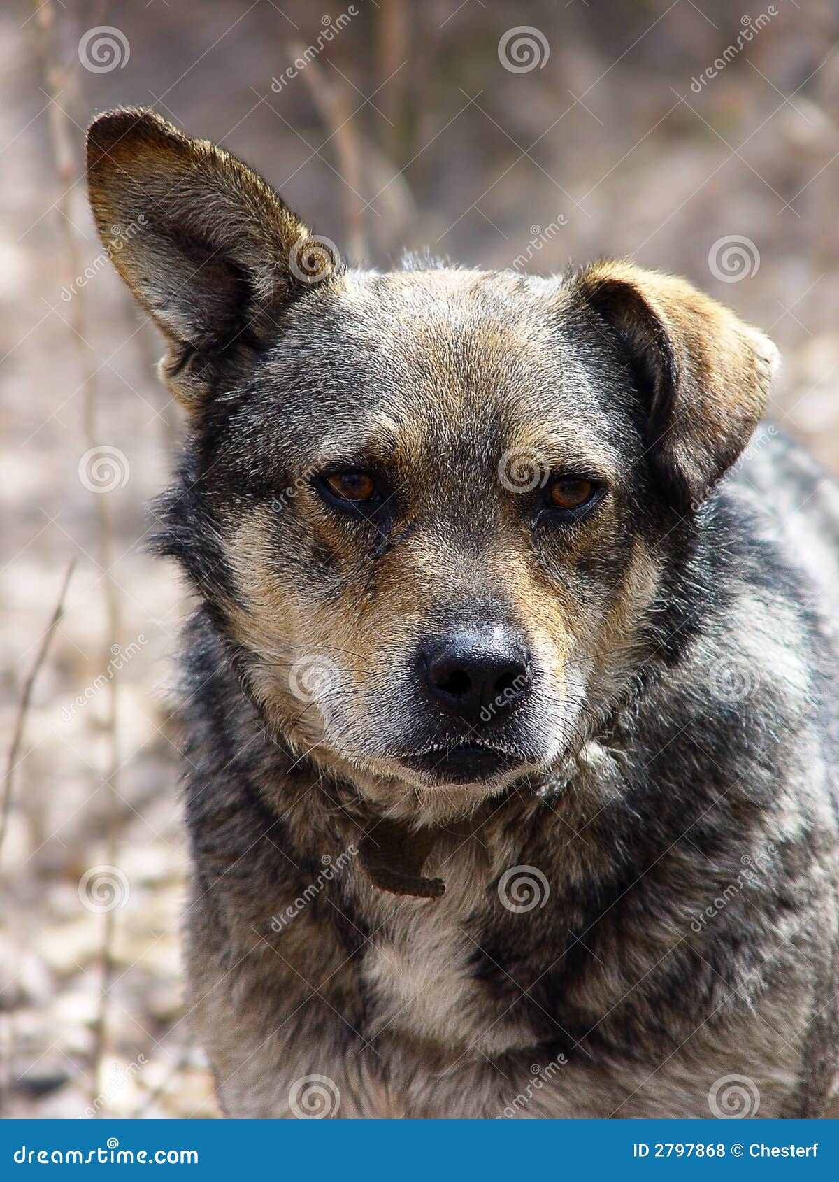 Sad dog stock photo. Image of hungry, pretty, veterinary - 2797868