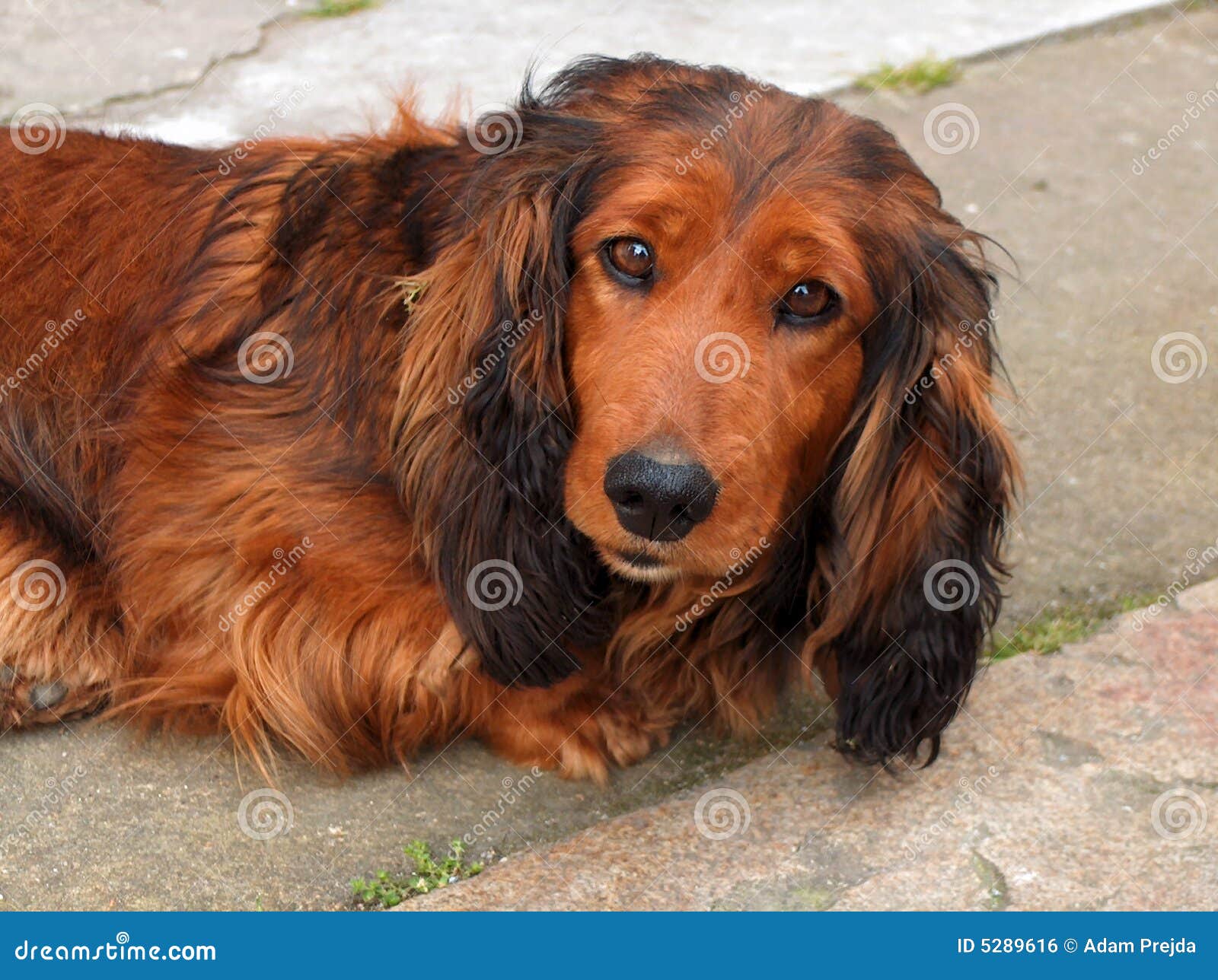 Sad dog stock photo. Image of lonely, handler, animal - 5289616