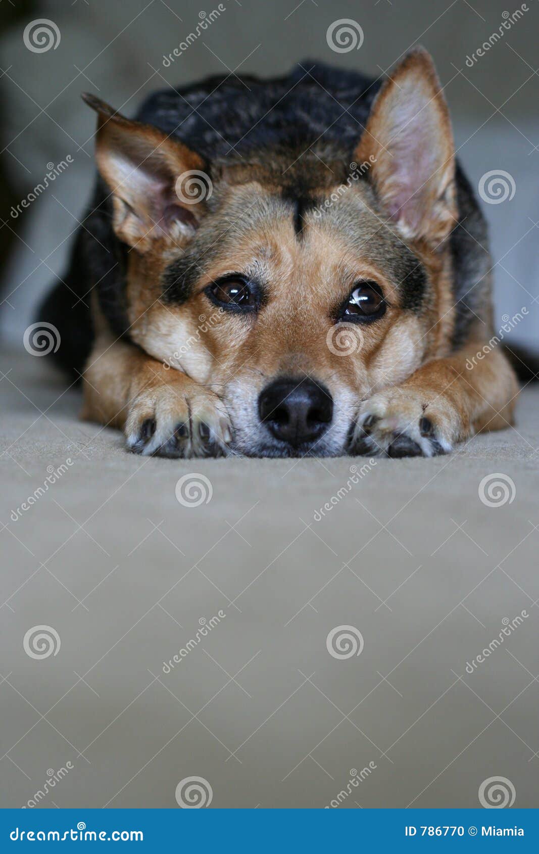 Sad dog stock photo. Image of depressed, canine, domestic - 786770
