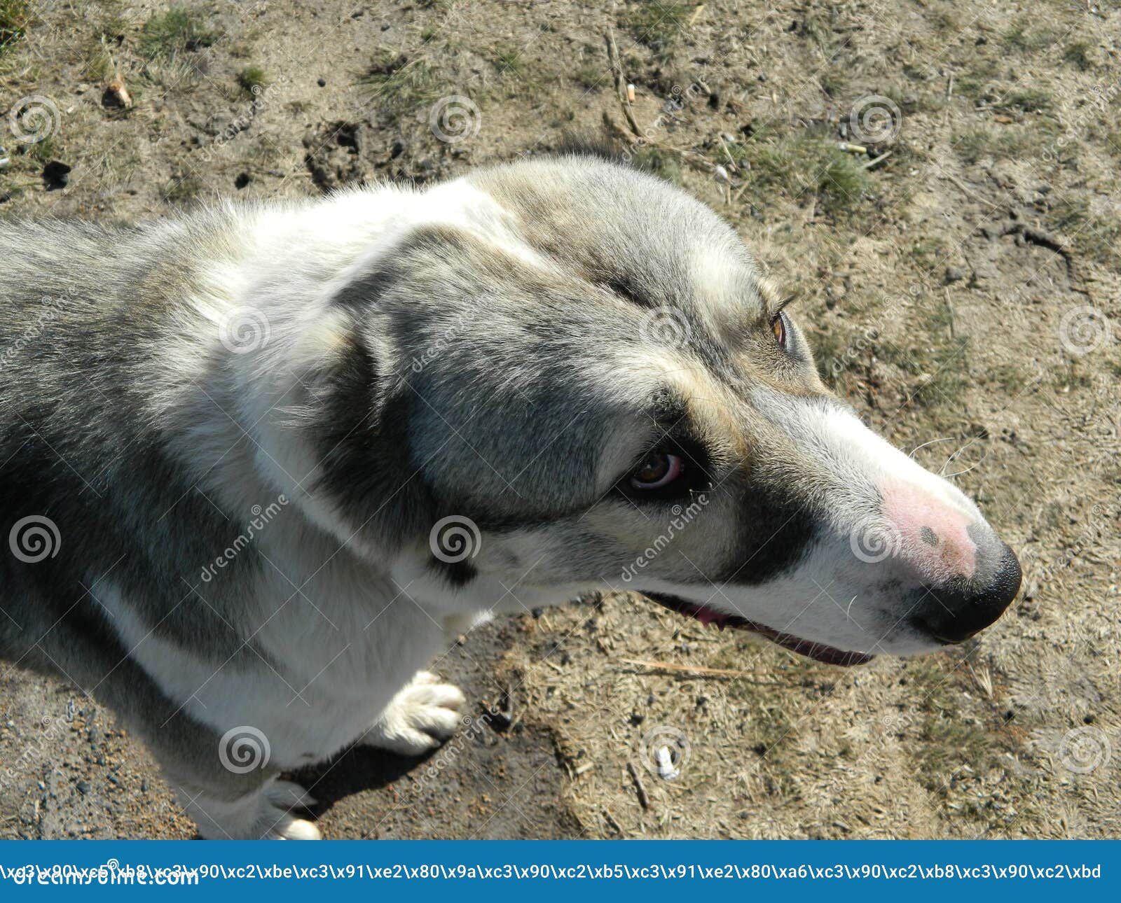 Sad dog Alabai stock image. Image of white, sadness, gray - 85029433