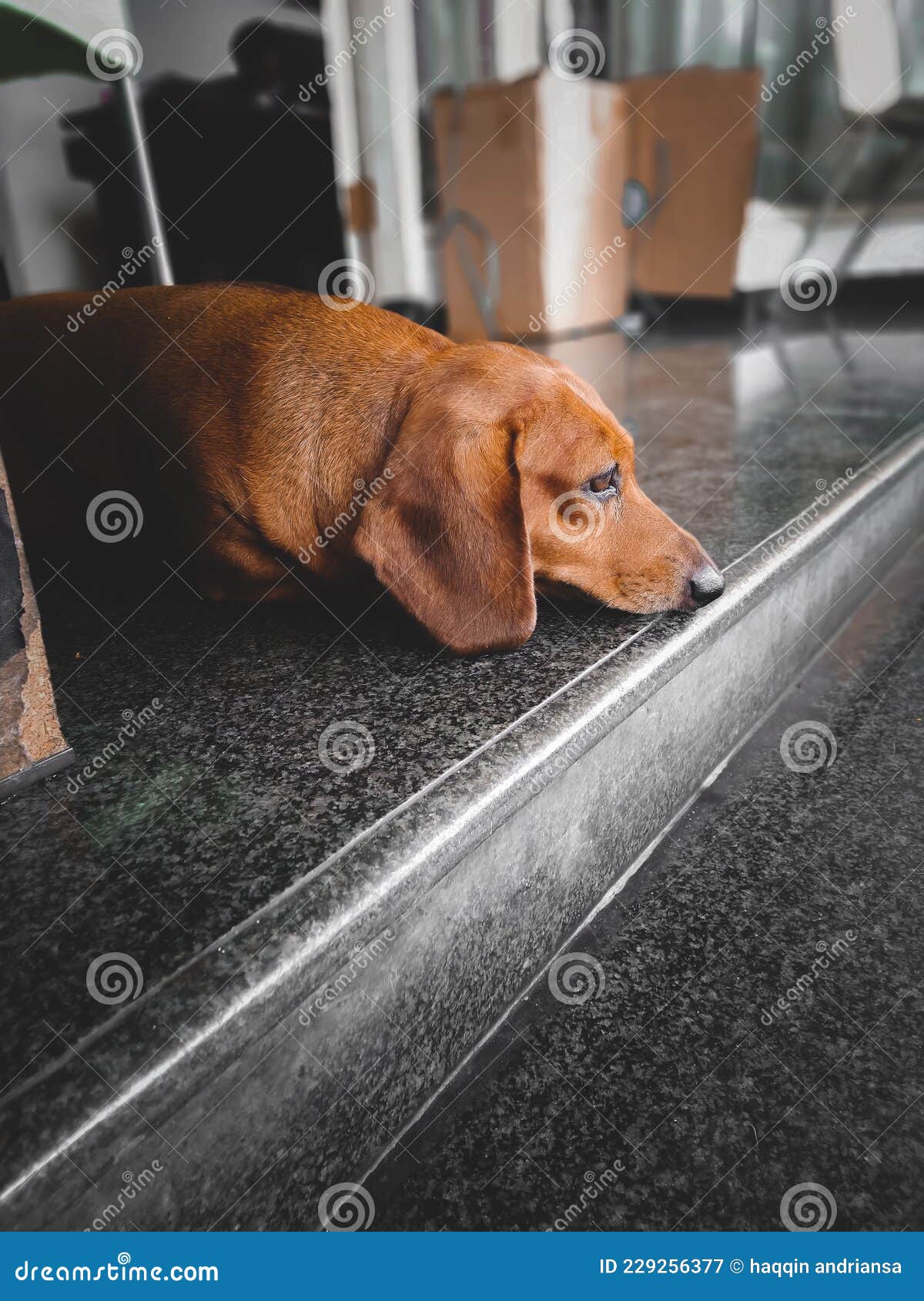 Sad Dog when alone stock image. Image of wildlife, nose - 229256377